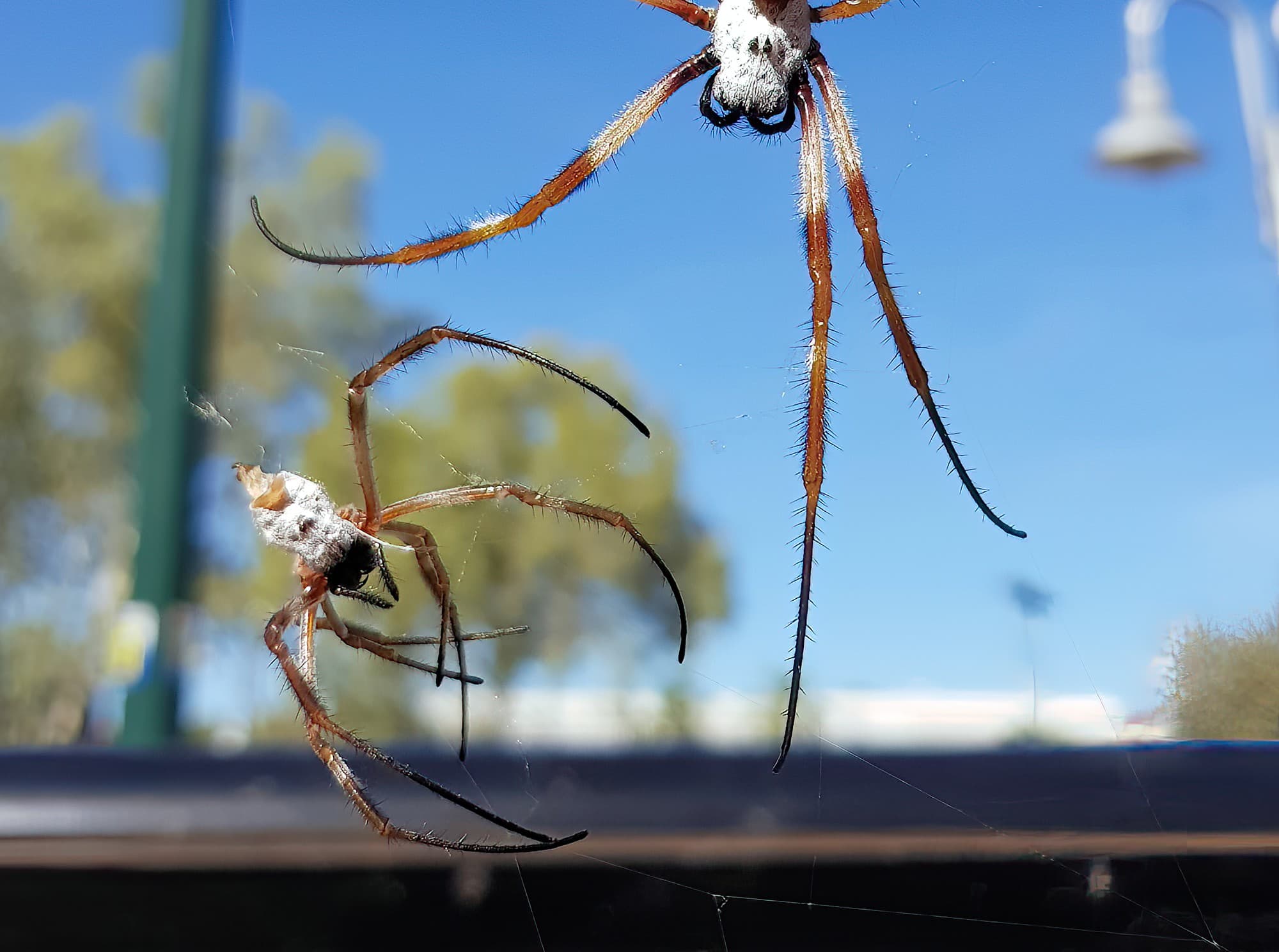 Golden Orb Weaver Moult – Ausemade