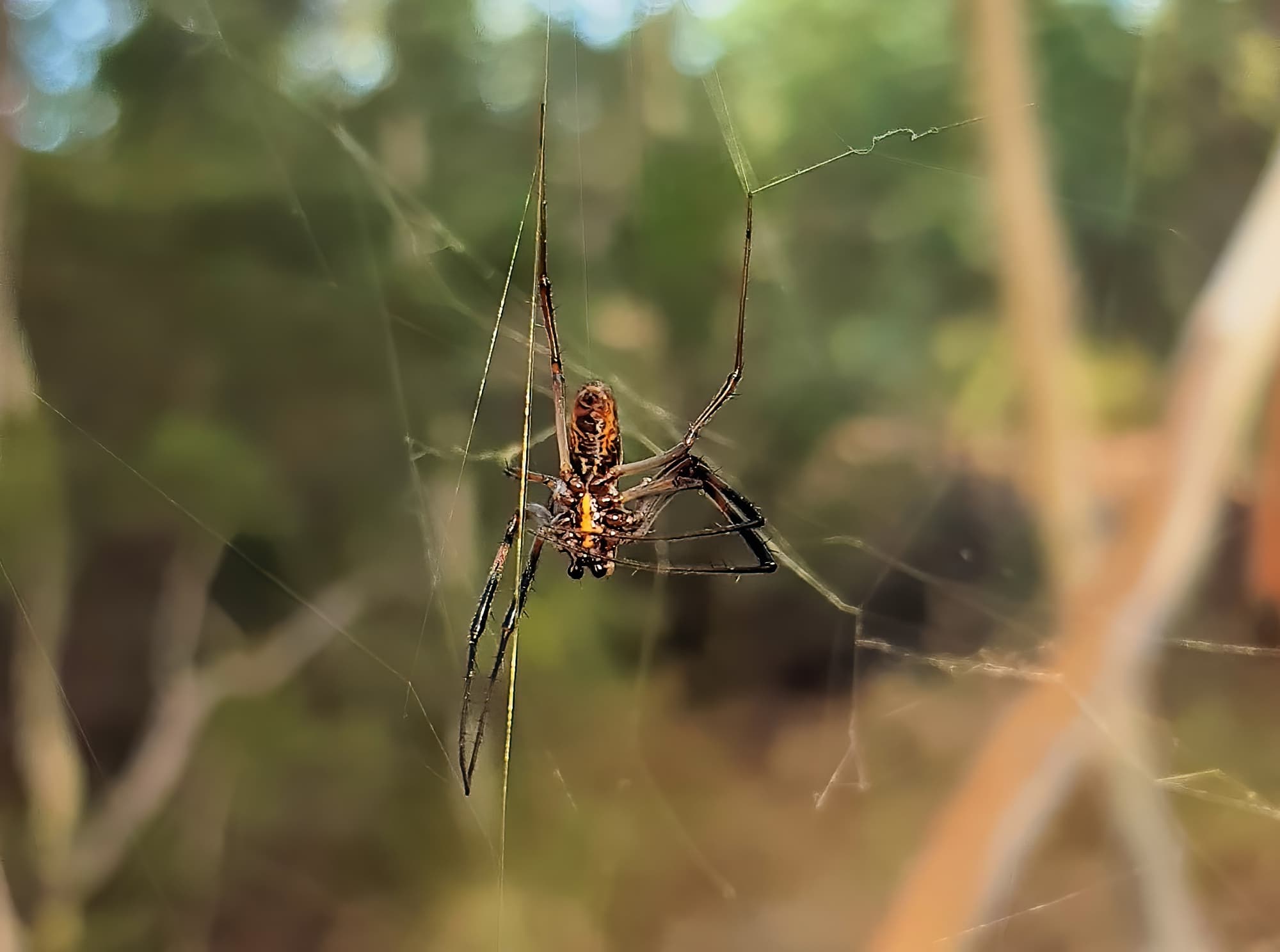Australian Golden Orb-Weaving Spider – Ausemade