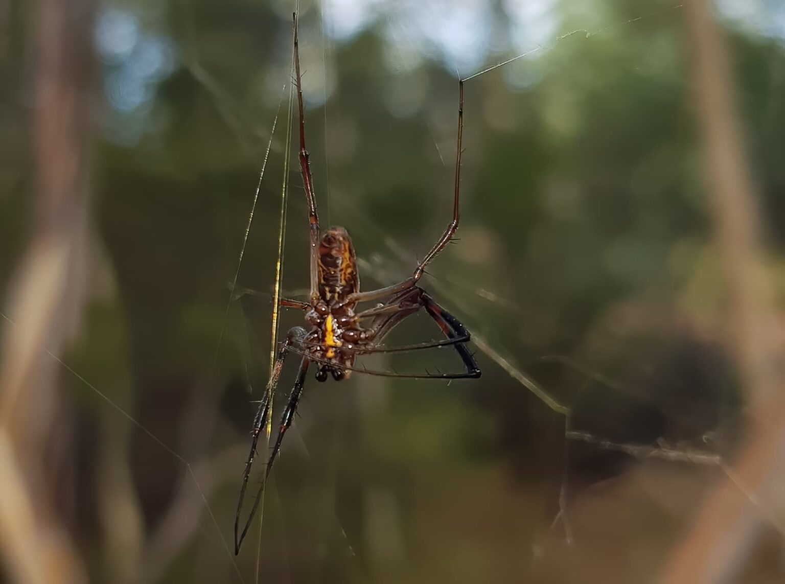 Australian Golden Orb-Weaving Spider – Ausemade