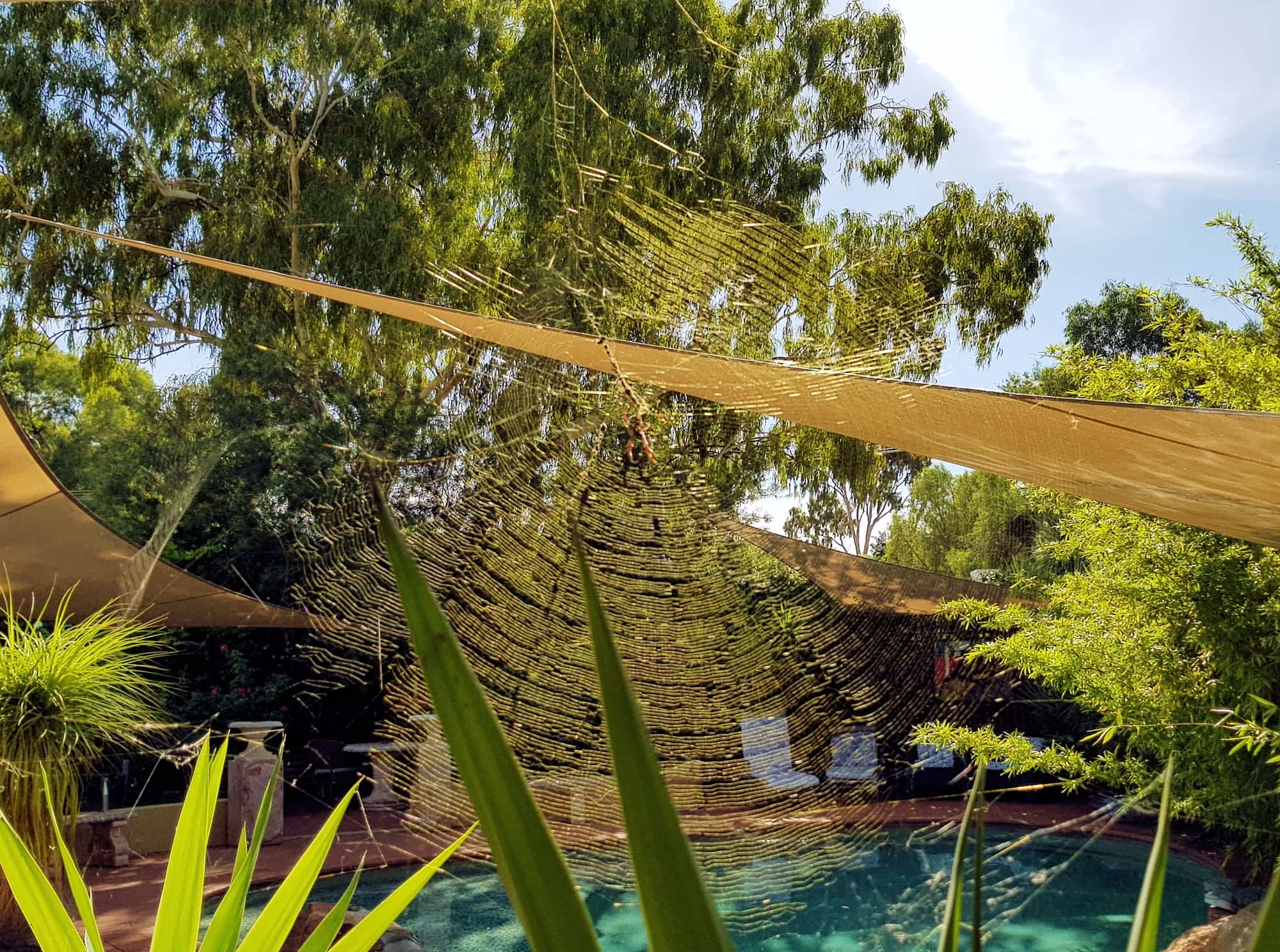 Golden Orb Weaver Web – Ausemade