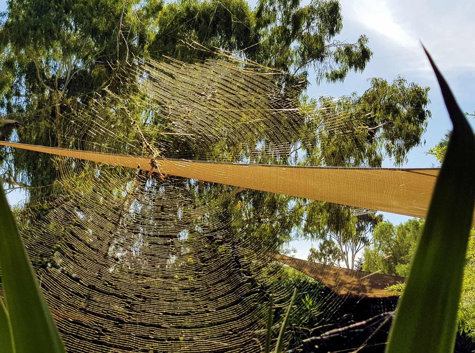 Golden Orb Weaver Web – Ausemade