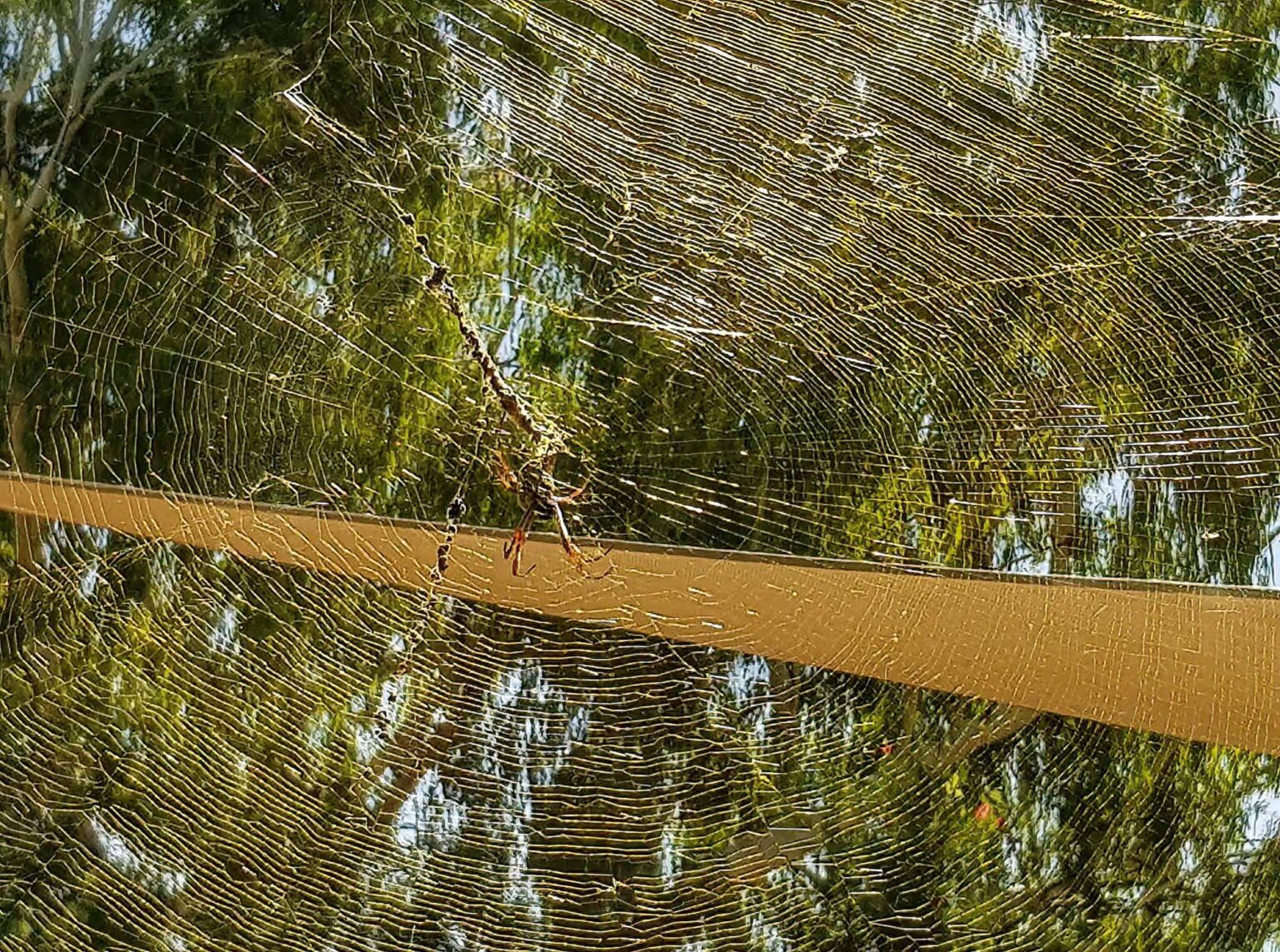 Araneidae — Orb Weavers – Ausemade