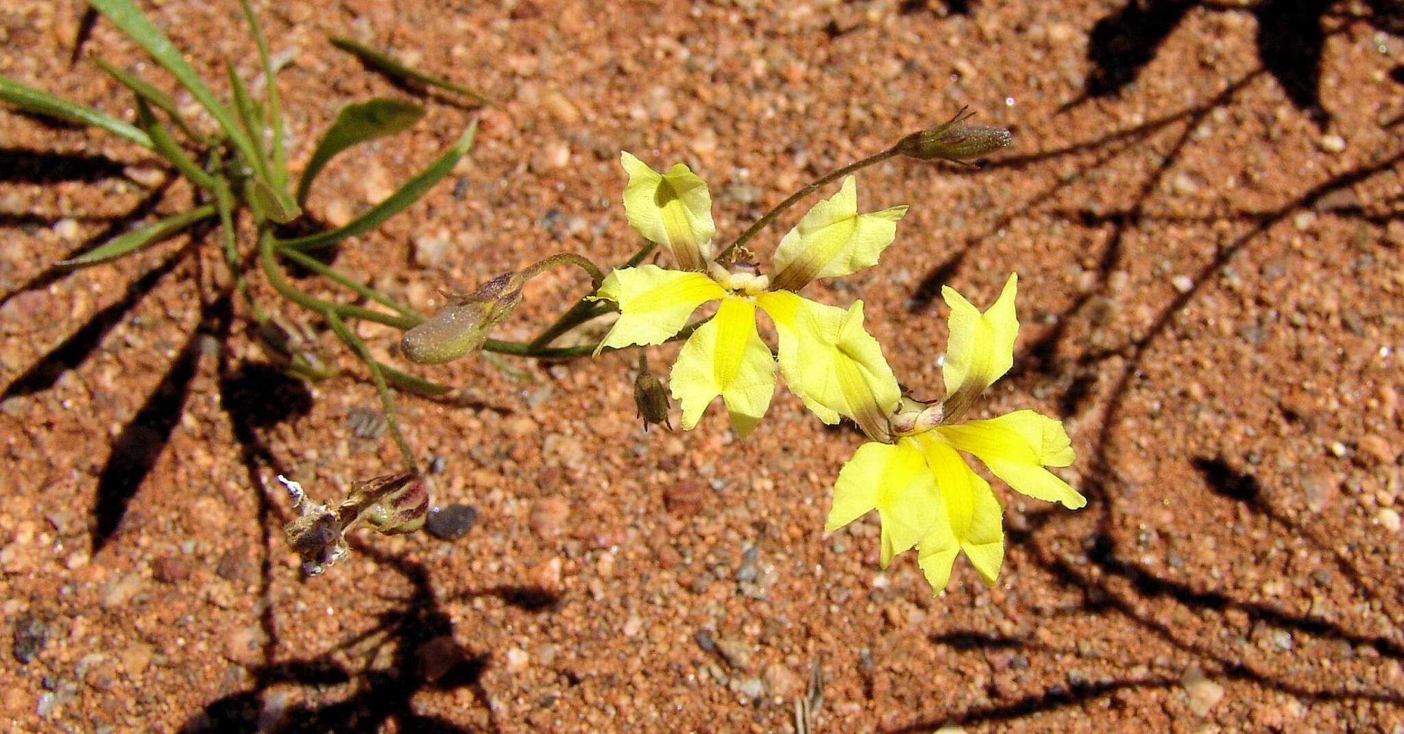 Goodenia – Ausemade