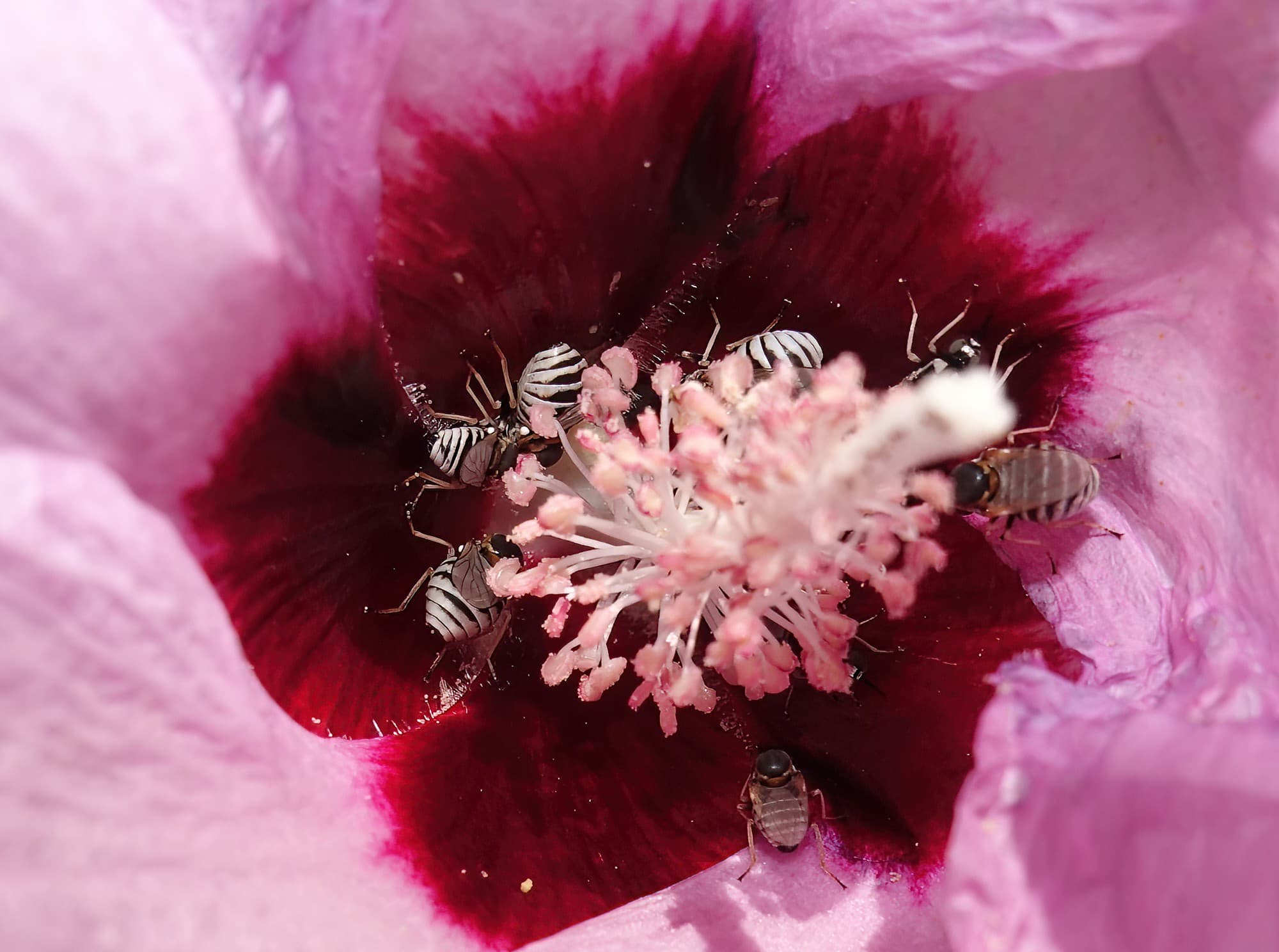 Diptera – Ausemade