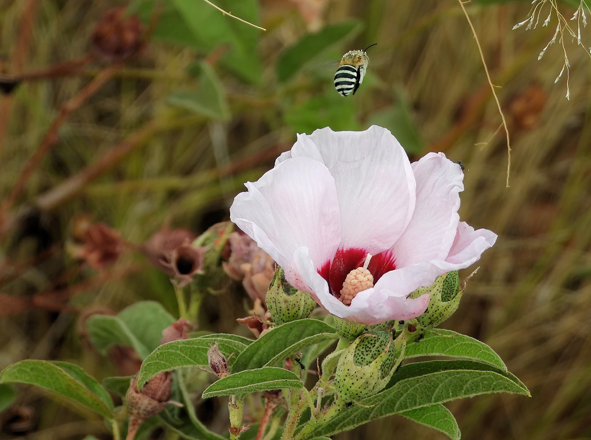 Australian Gossypium – Ausemade