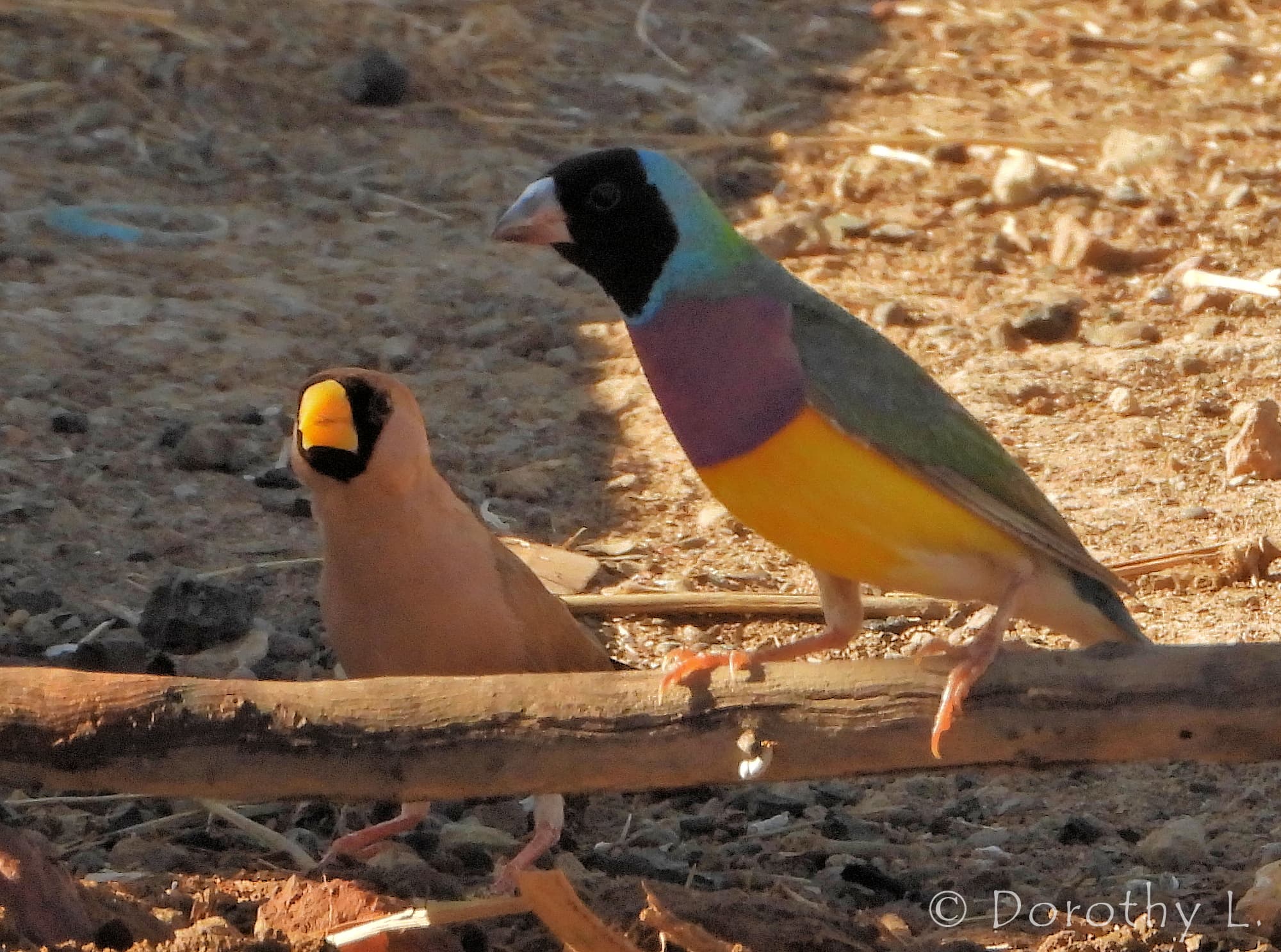 Masked Finch – Ausemade