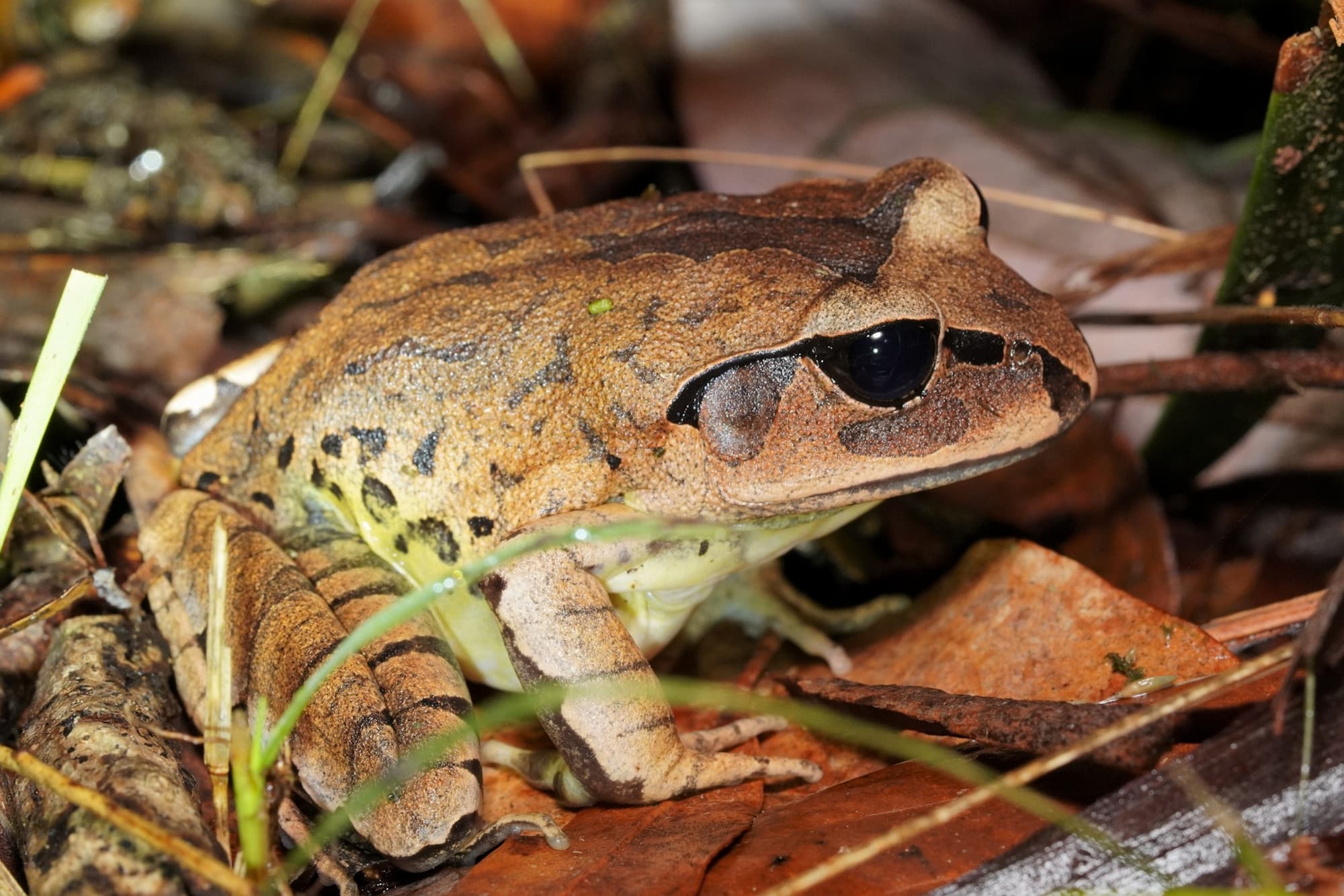Great Barred Frog (Mixophyes fasciolatus) – Ausemade