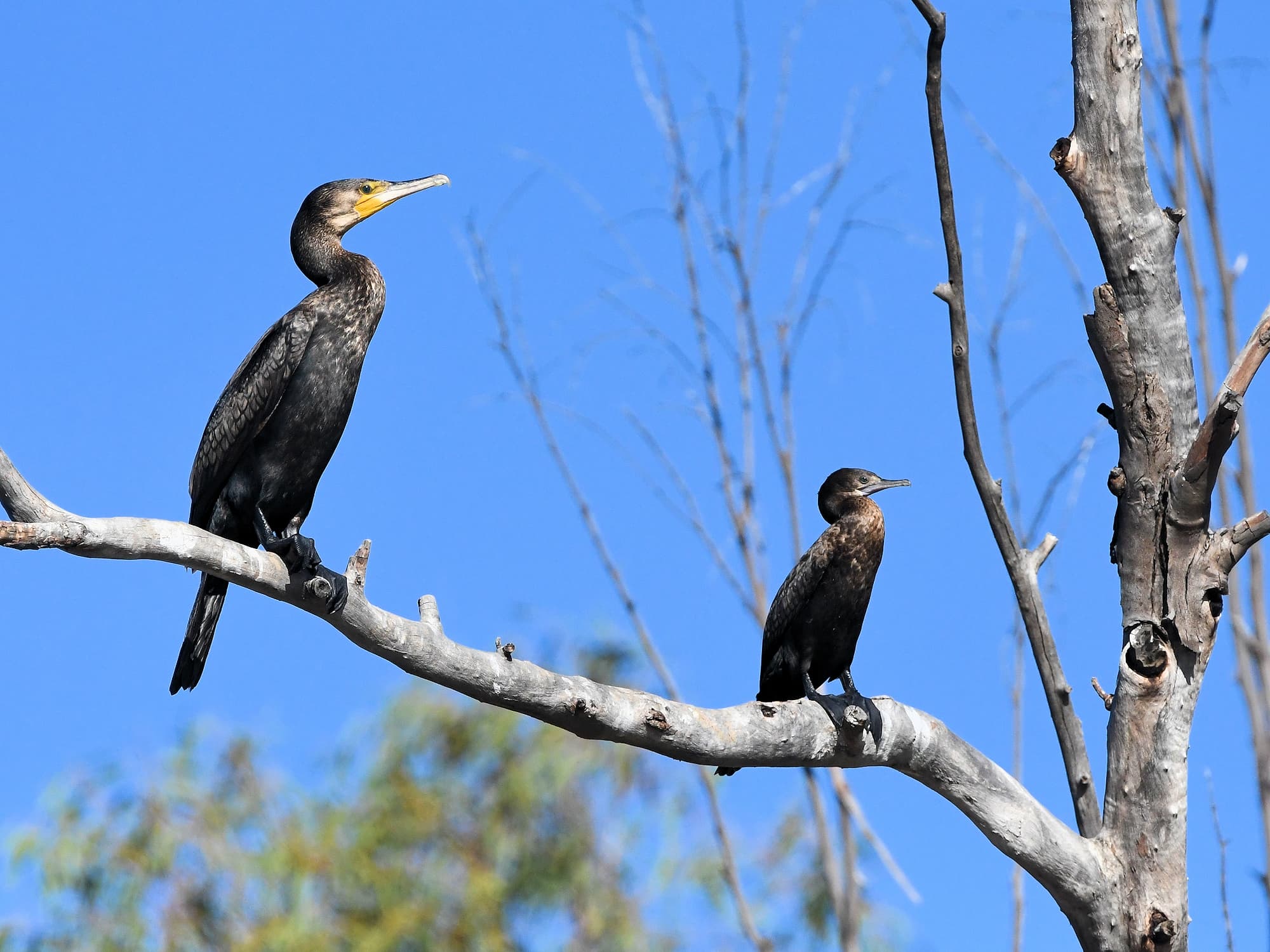 Cormorants – Ausemade