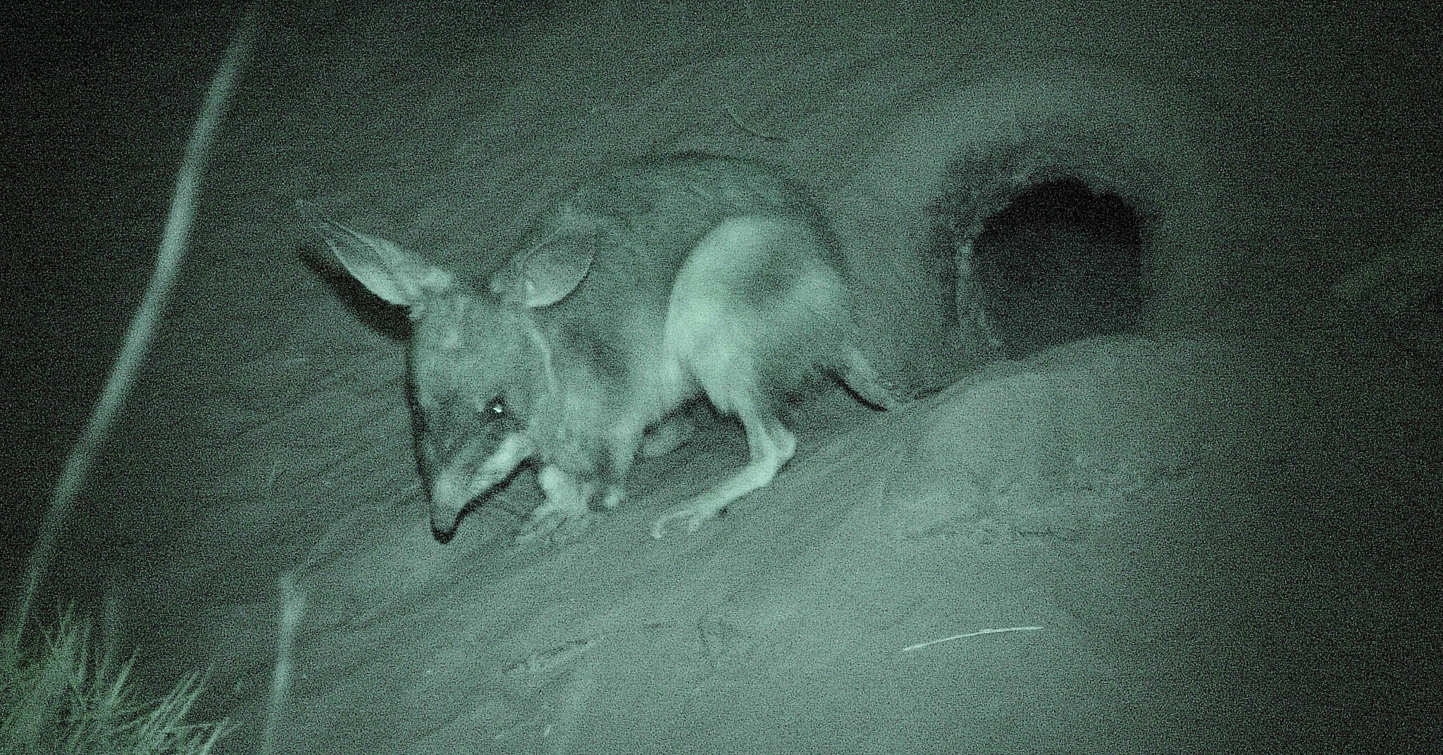 Greater Bilby – Ausemade