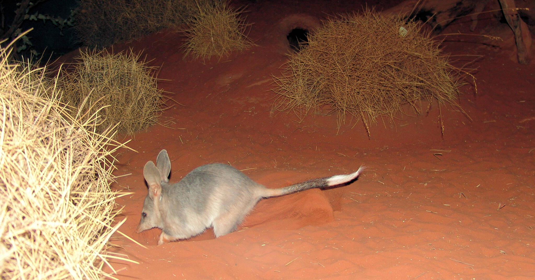 Greater Bilby – Ausemade