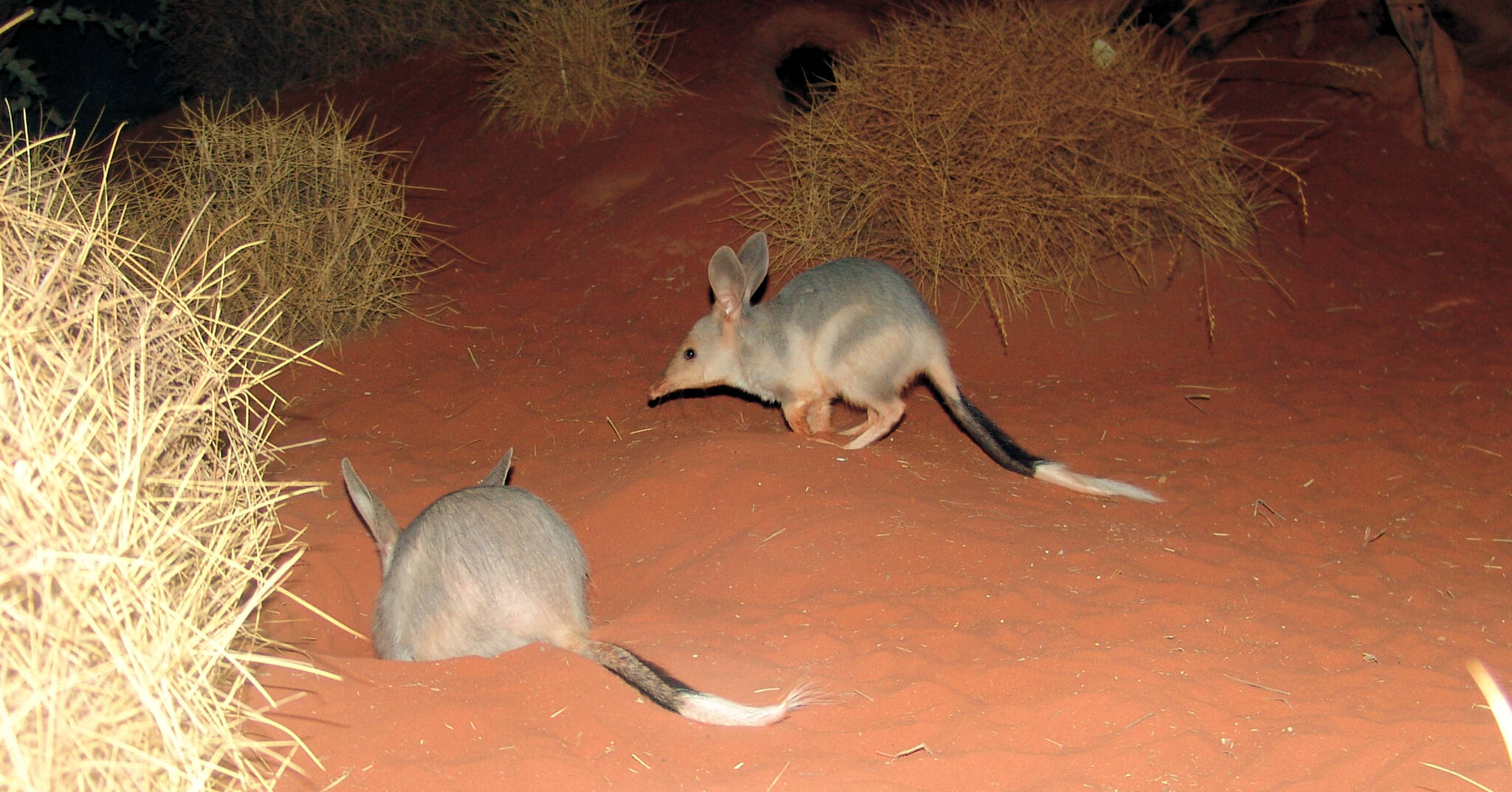 Greater Bilby – Ausemade