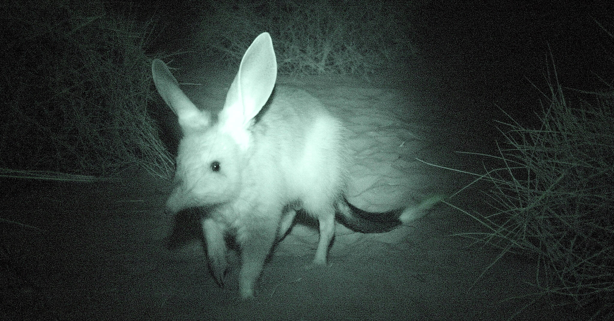 Greater Bilby – Ausemade