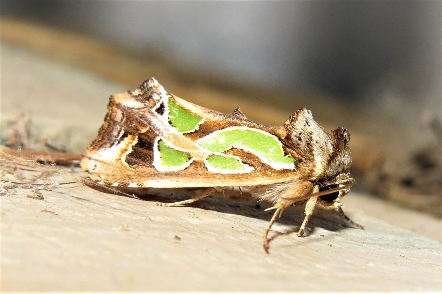 Cosmodes elegans (Green-blotched Moth) – Ausemade