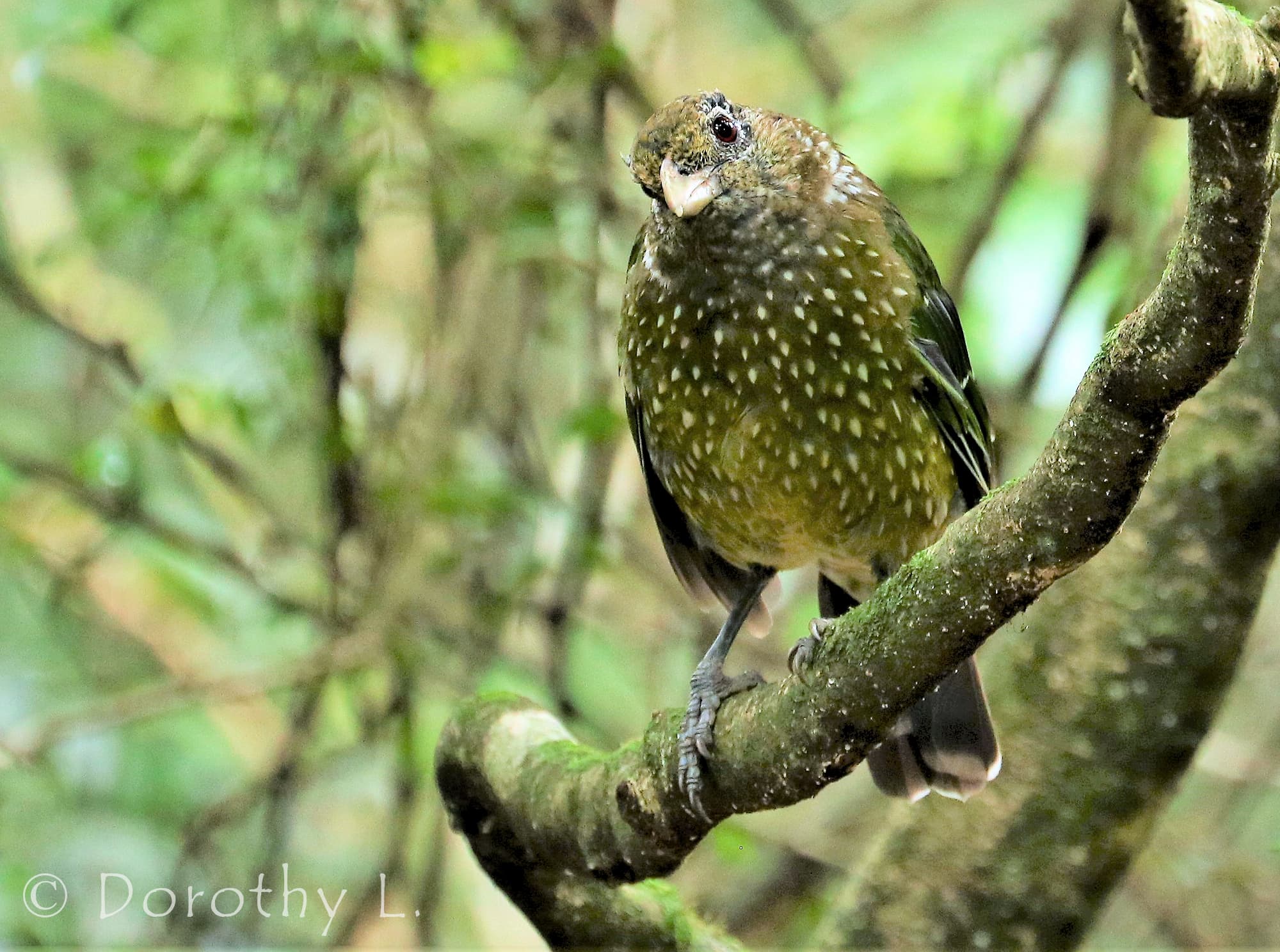 Green Catbird – Ausemade