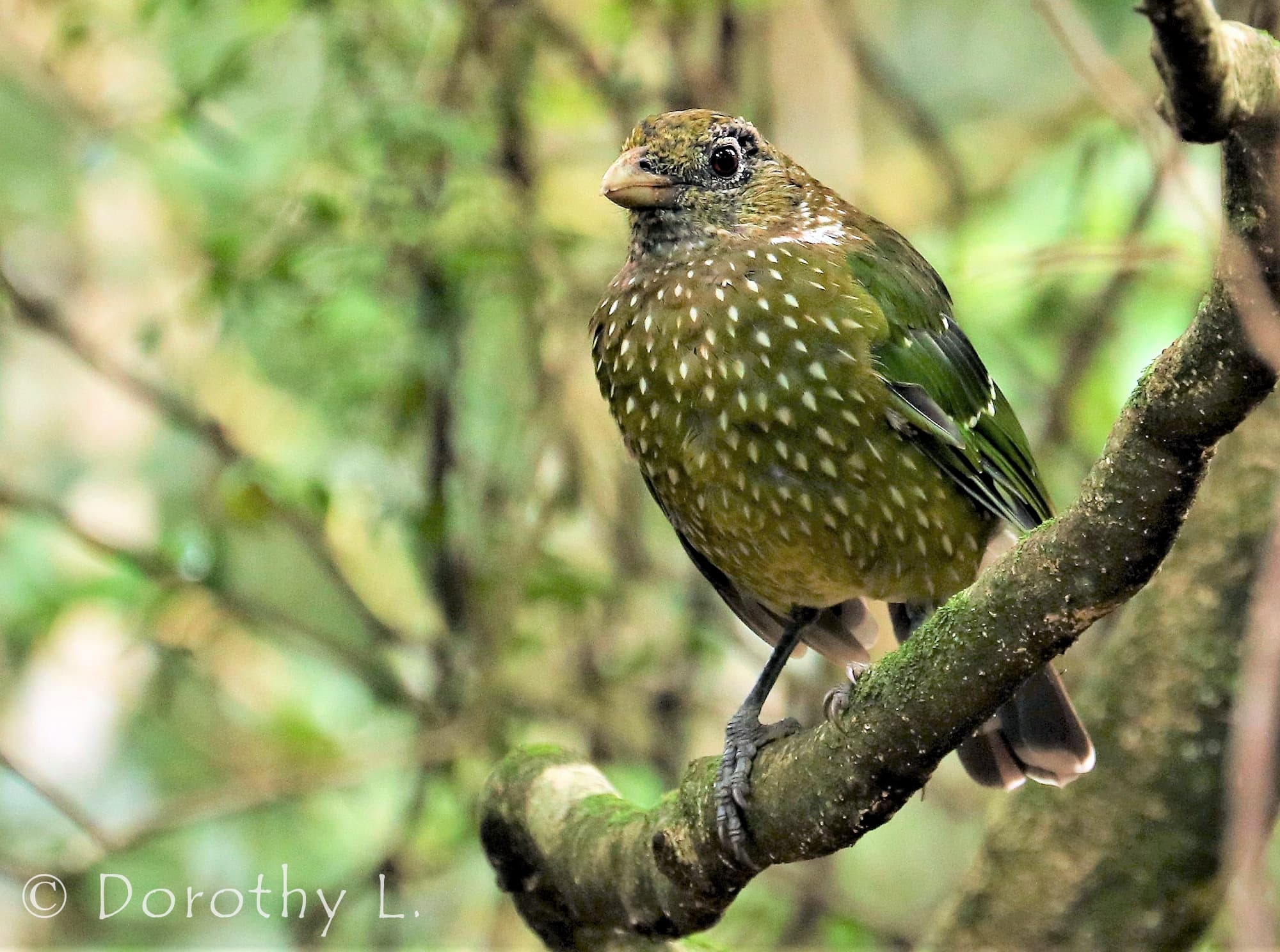 Green Catbird – Ausemade