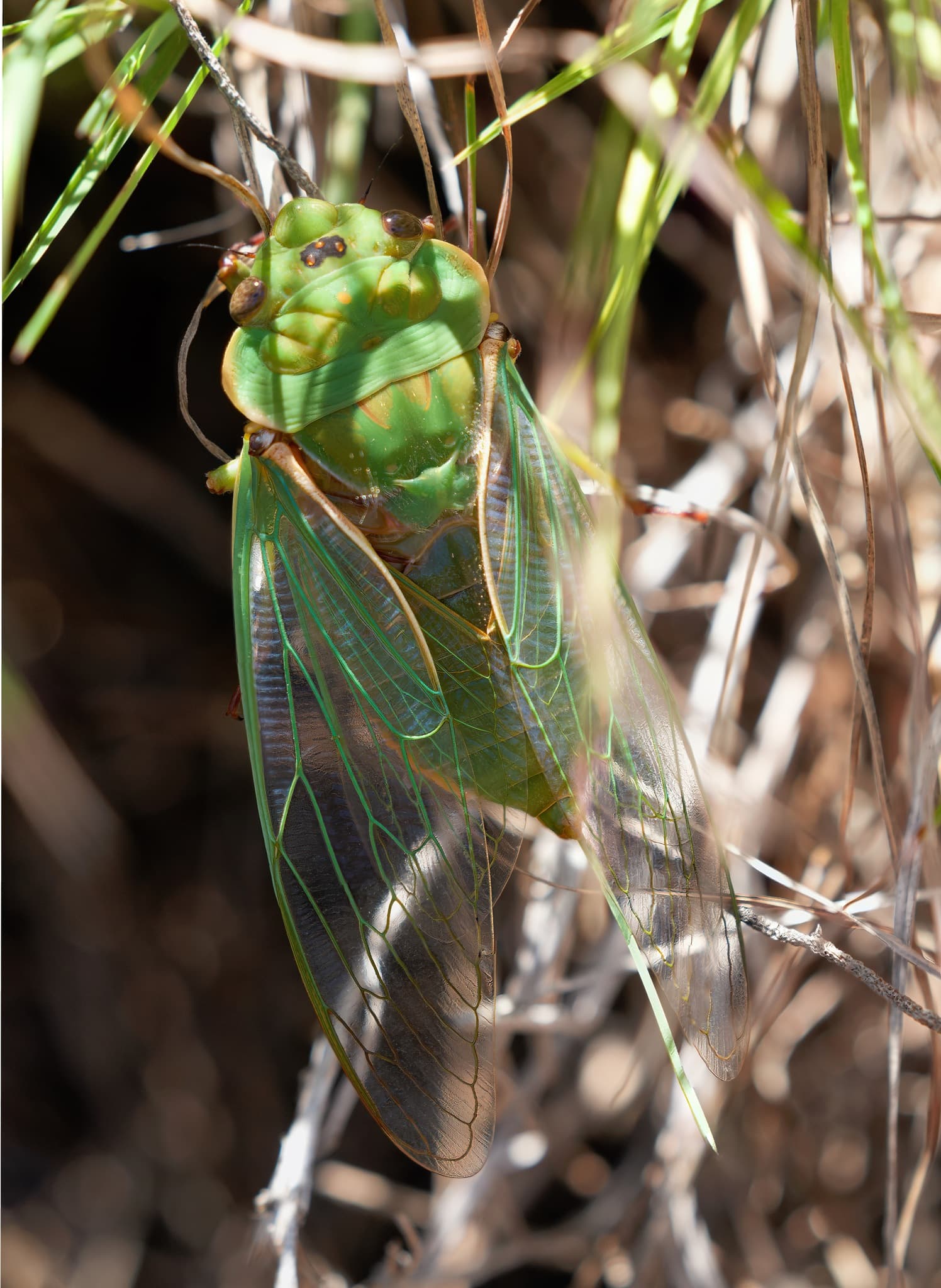 Green Grocer (Cyclochila australasiae) — Cicada – Ausemade