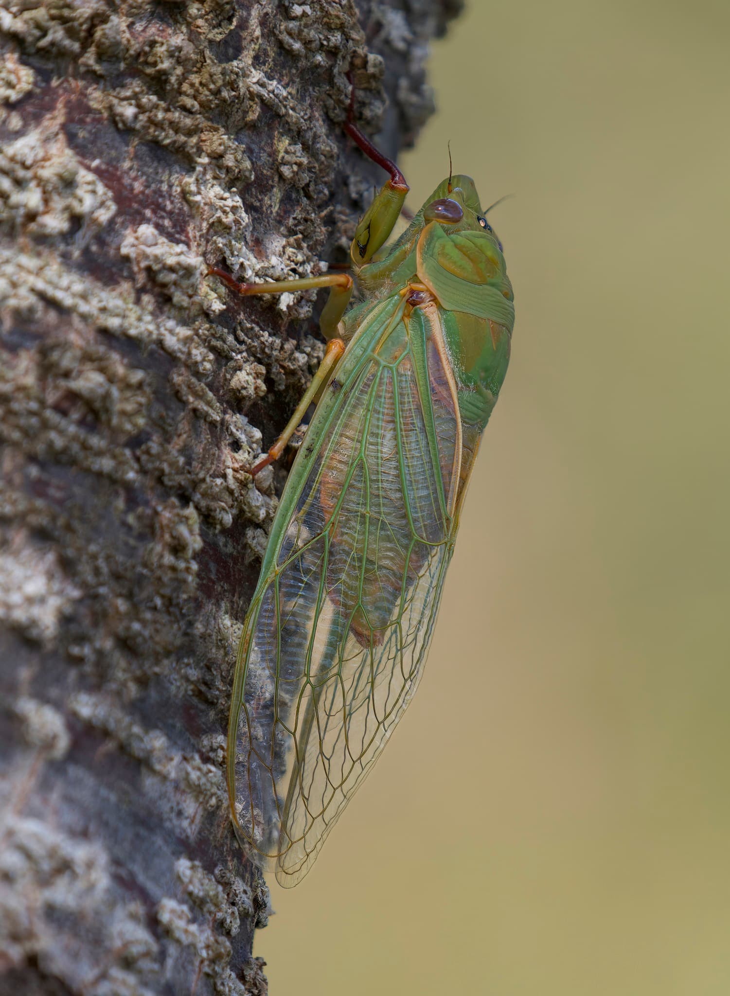 Green Grocer (Cyclochila australasiae) — Cicada – Ausemade