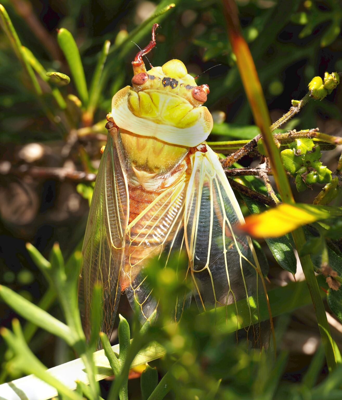 Green Grocer (Cyclochila australasiae) — Cicada – Ausemade