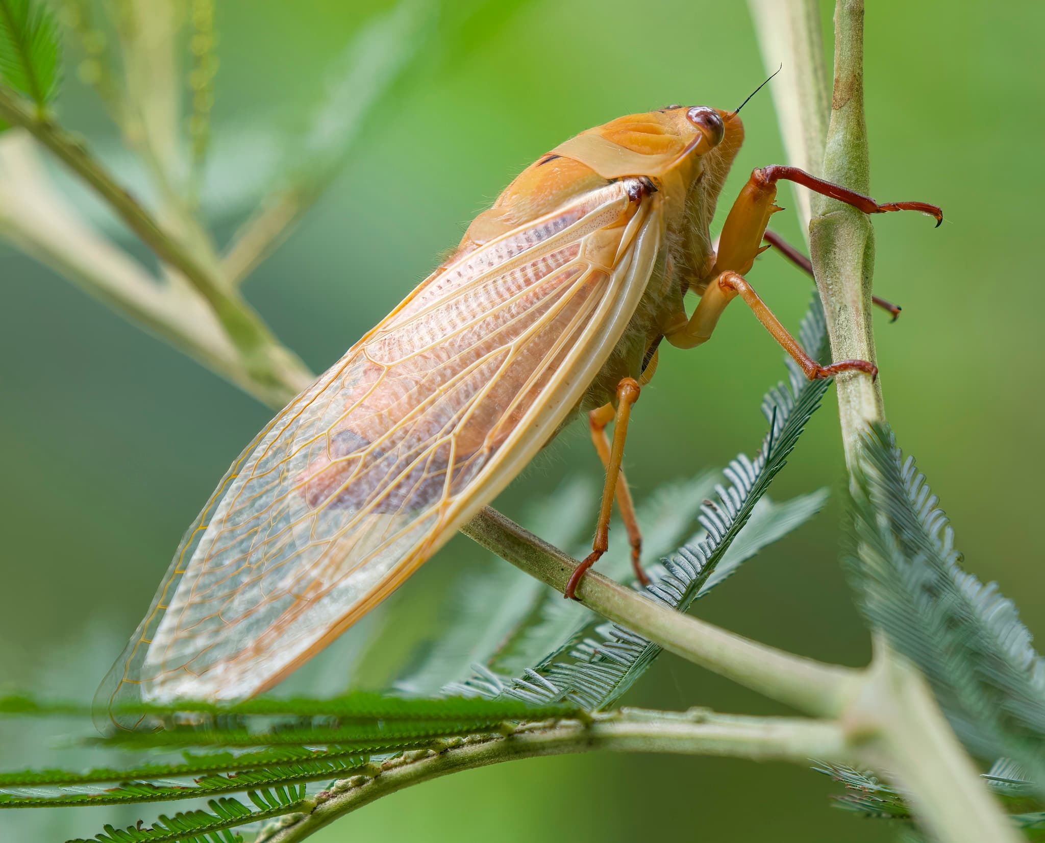 Green Grocer (Cyclochila australasiae) — Cicada – Ausemade