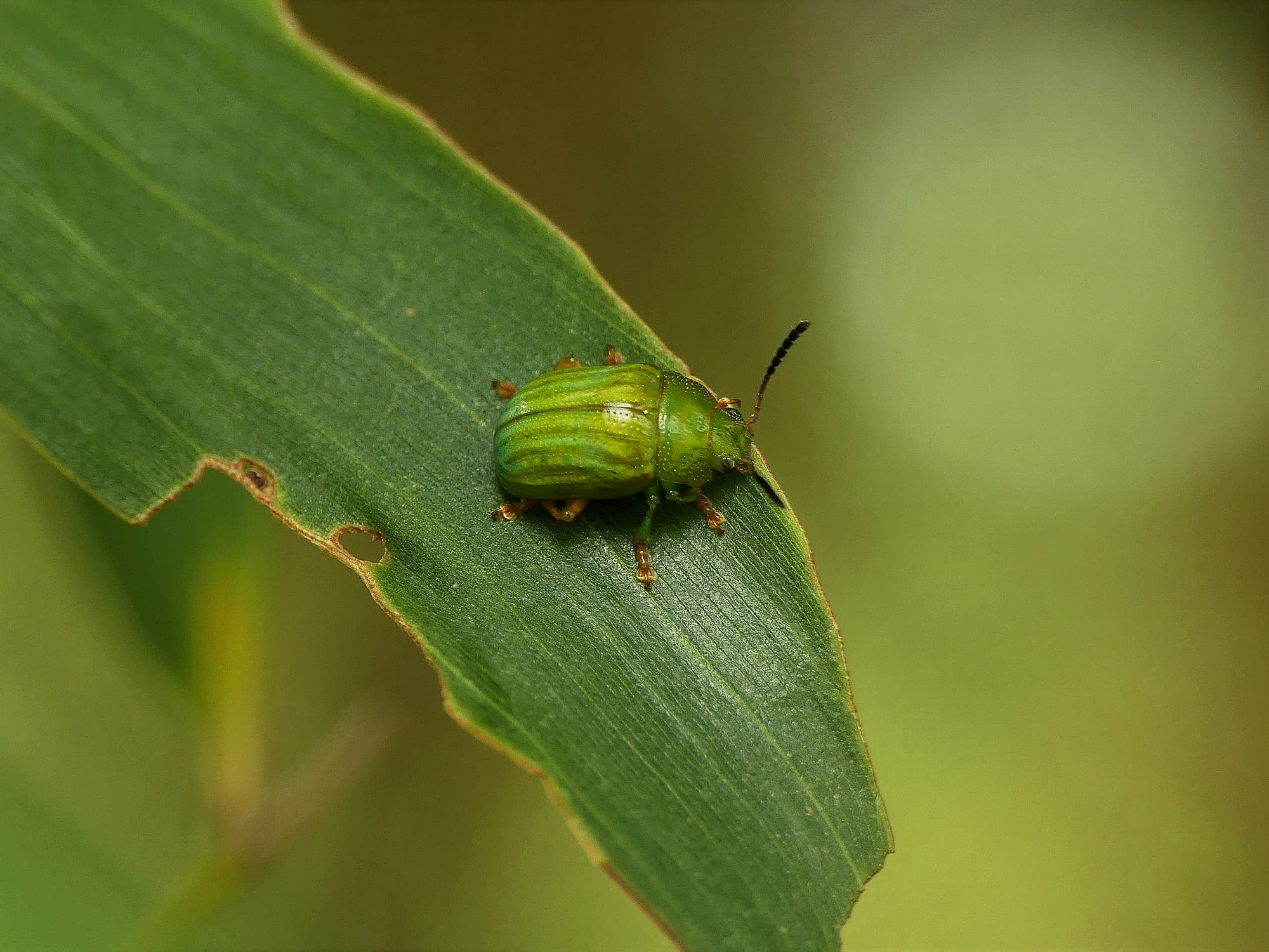 Green Strip Leaf Beetle (Calomela pallida) – Ausemade