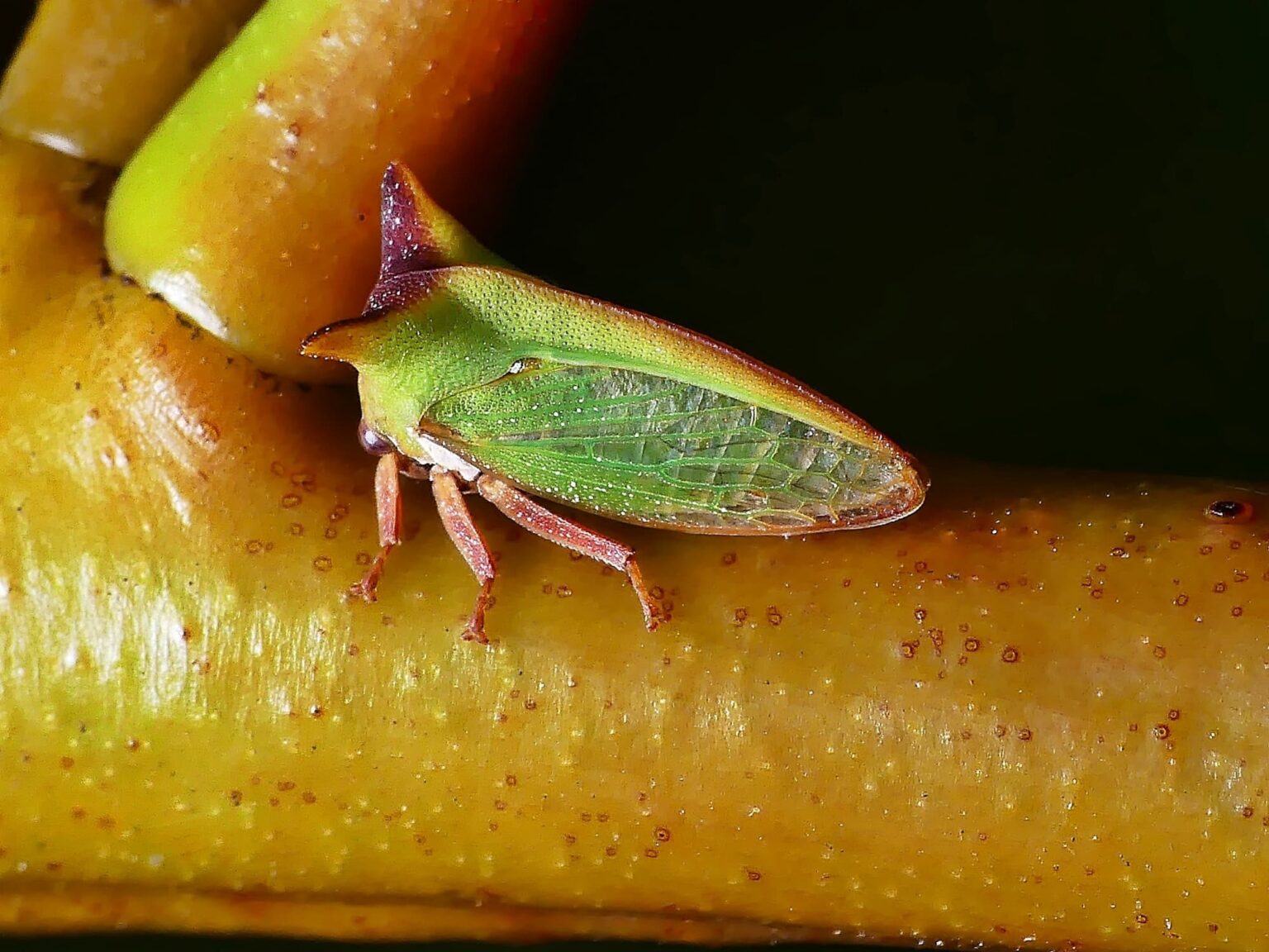 Auchenorrhyncha – Ausemade