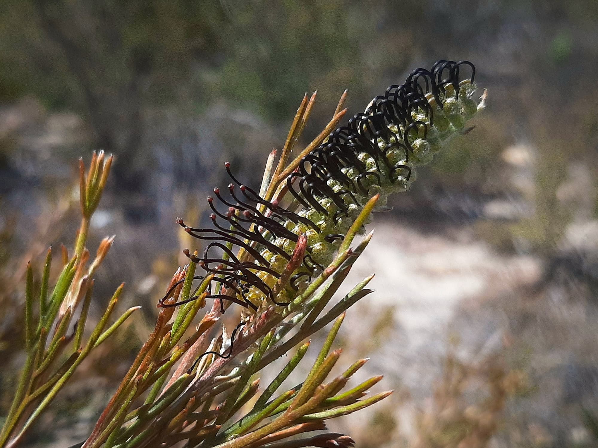 Grevillea hookeriana subsp. apiciloba – Ausemade