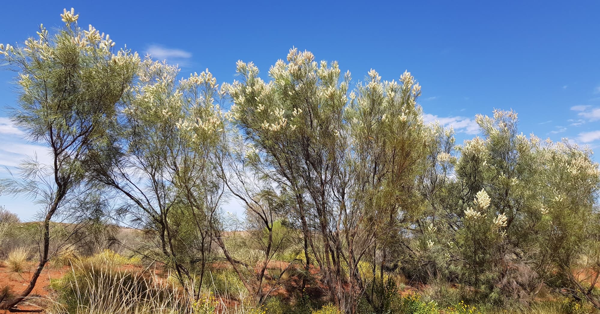 Grevillea stenobotrya (Rattlepod Grevillea) – Ausemade