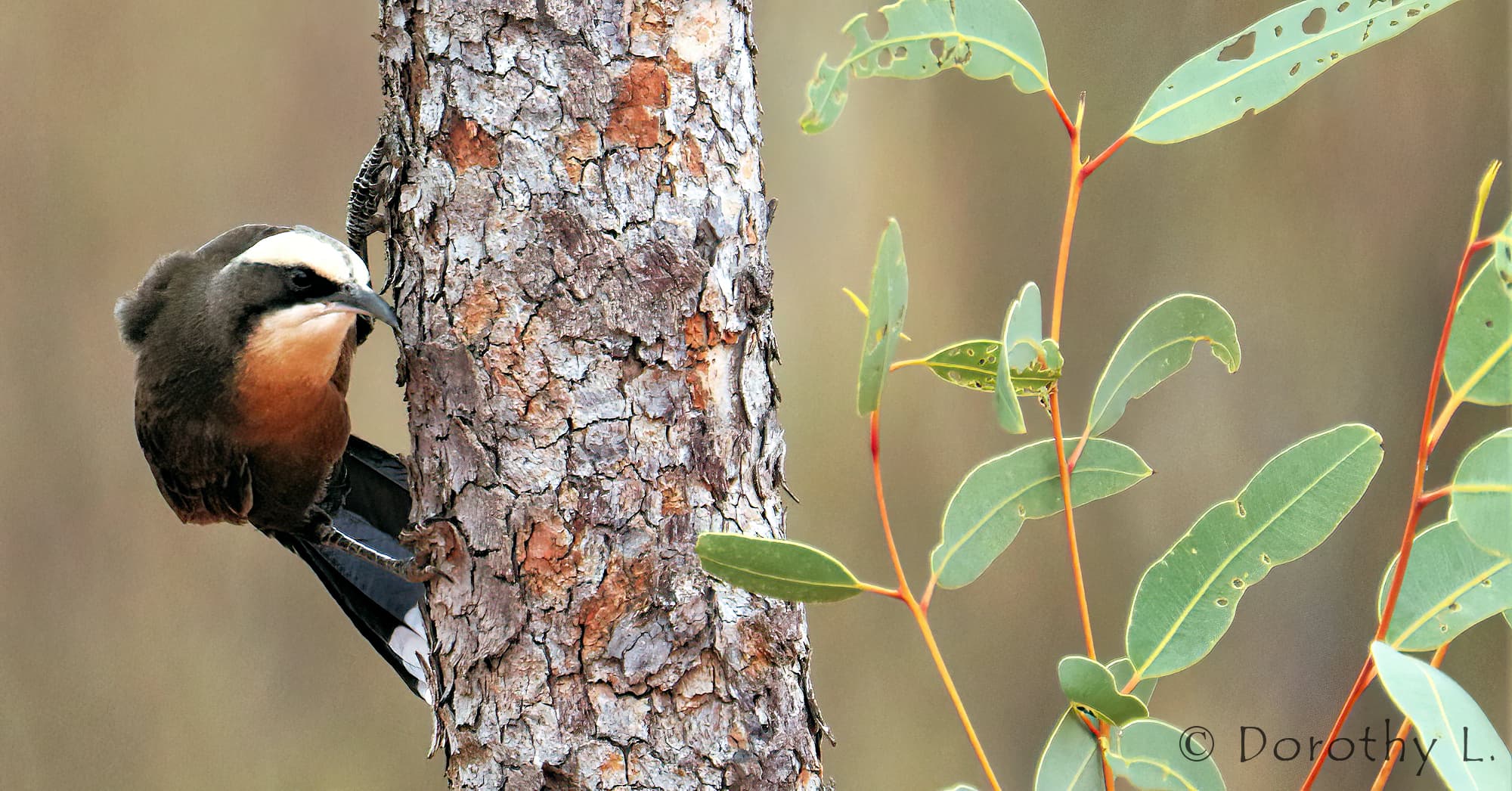 Grey-crowned Babbler – Ausemade