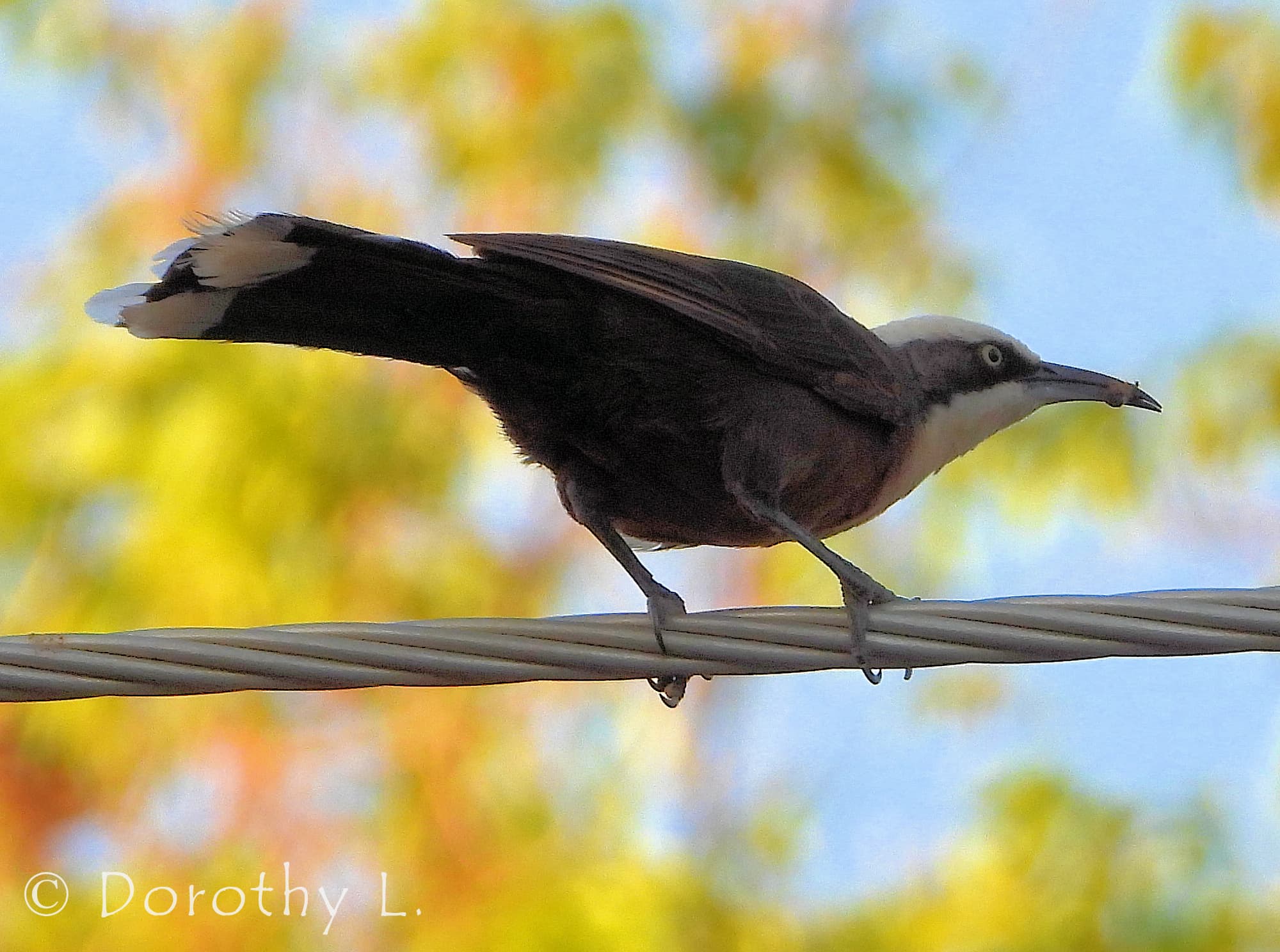 Alice Springs — Babblers – Ausemade