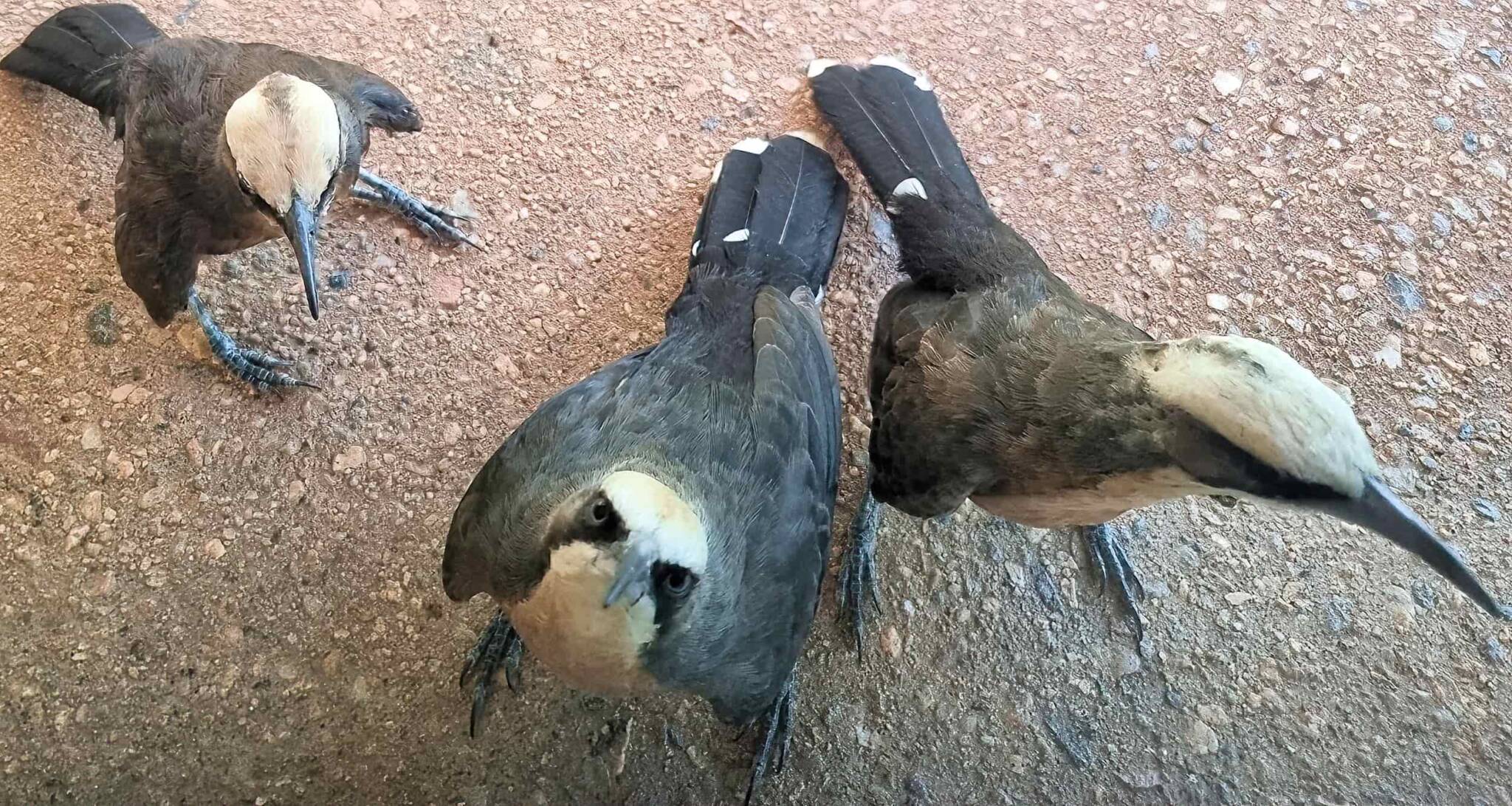 Whose there… – Ausemade