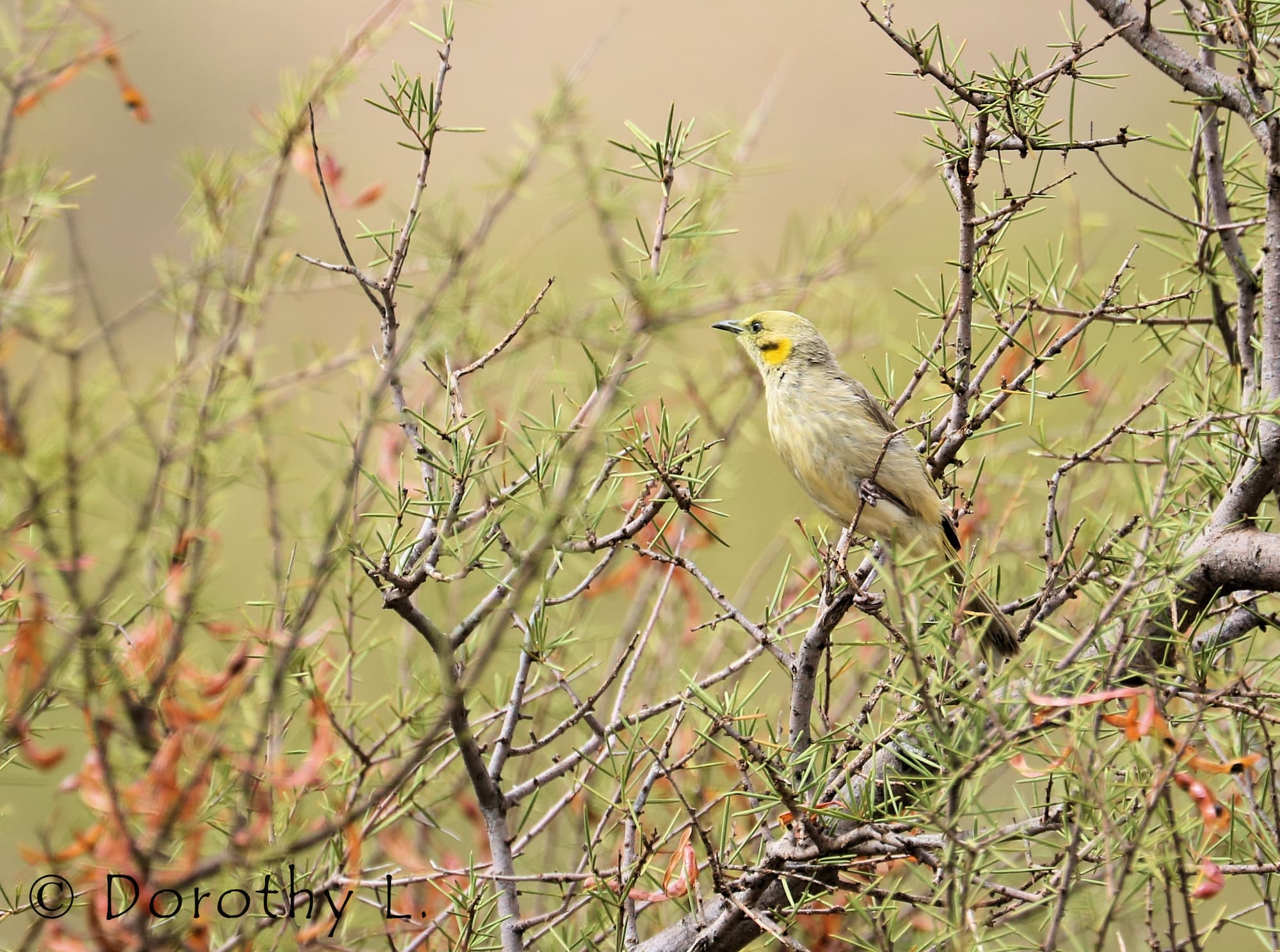 Grey-fronted Honeyeater – Ausemade