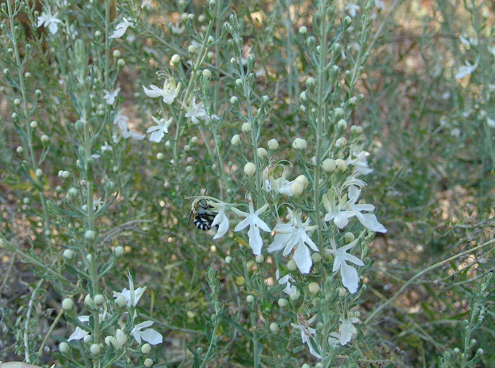 Amegilla Bee – Ausemade