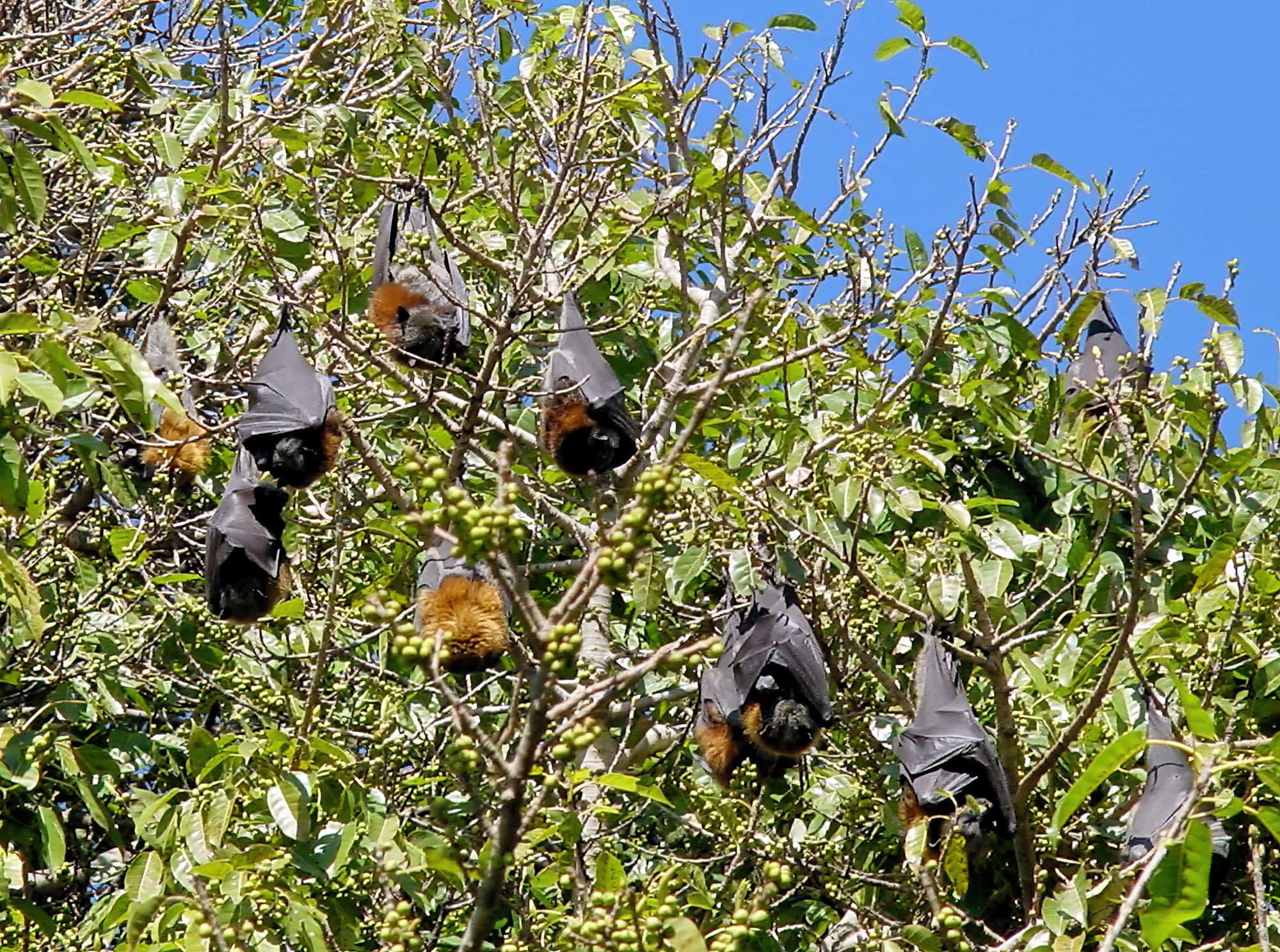 Grey-headed Flying Fox (Pteropus poliocephalus) – Ausemade