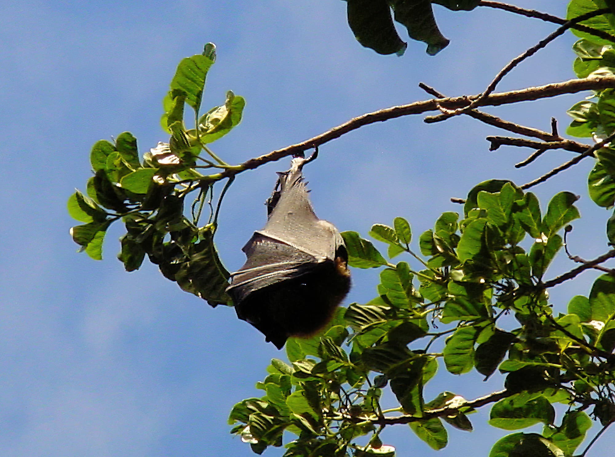 Grey-headed Flying Fox (Pteropus poliocephalus) – Ausemade