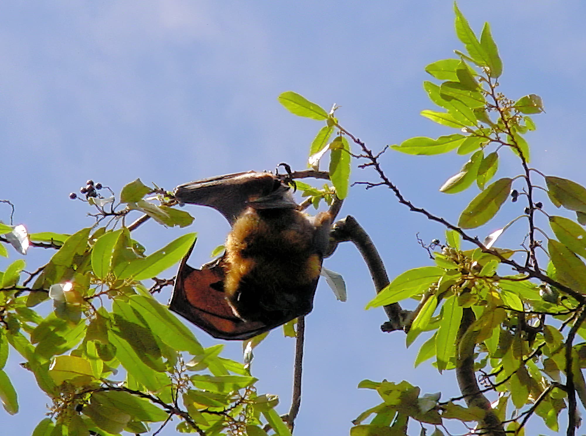 Grey-headed Flying Fox (Pteropus poliocephalus) – Ausemade
