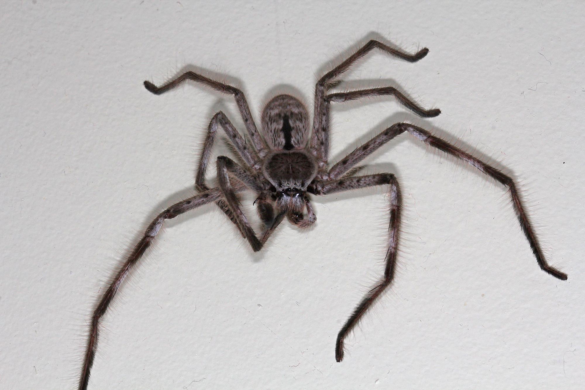 Holconia immanis – Ausemade