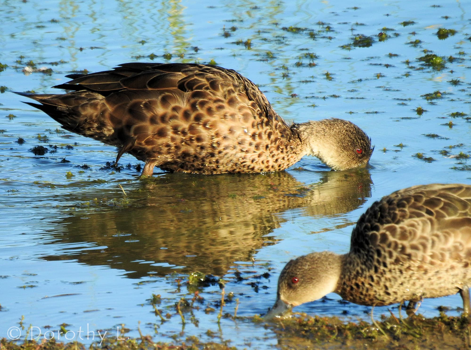 Grey Teal – Ausemade