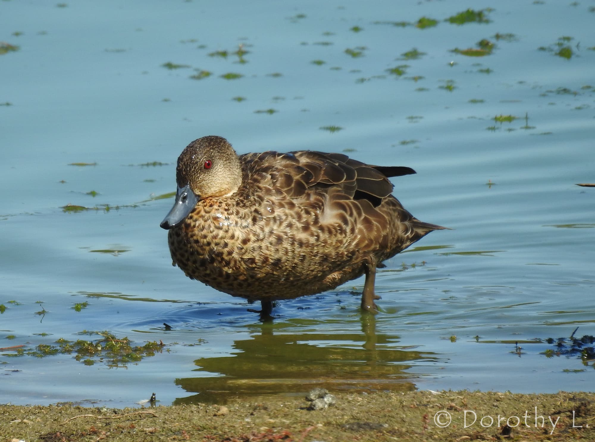 Grey Teal – Ausemade