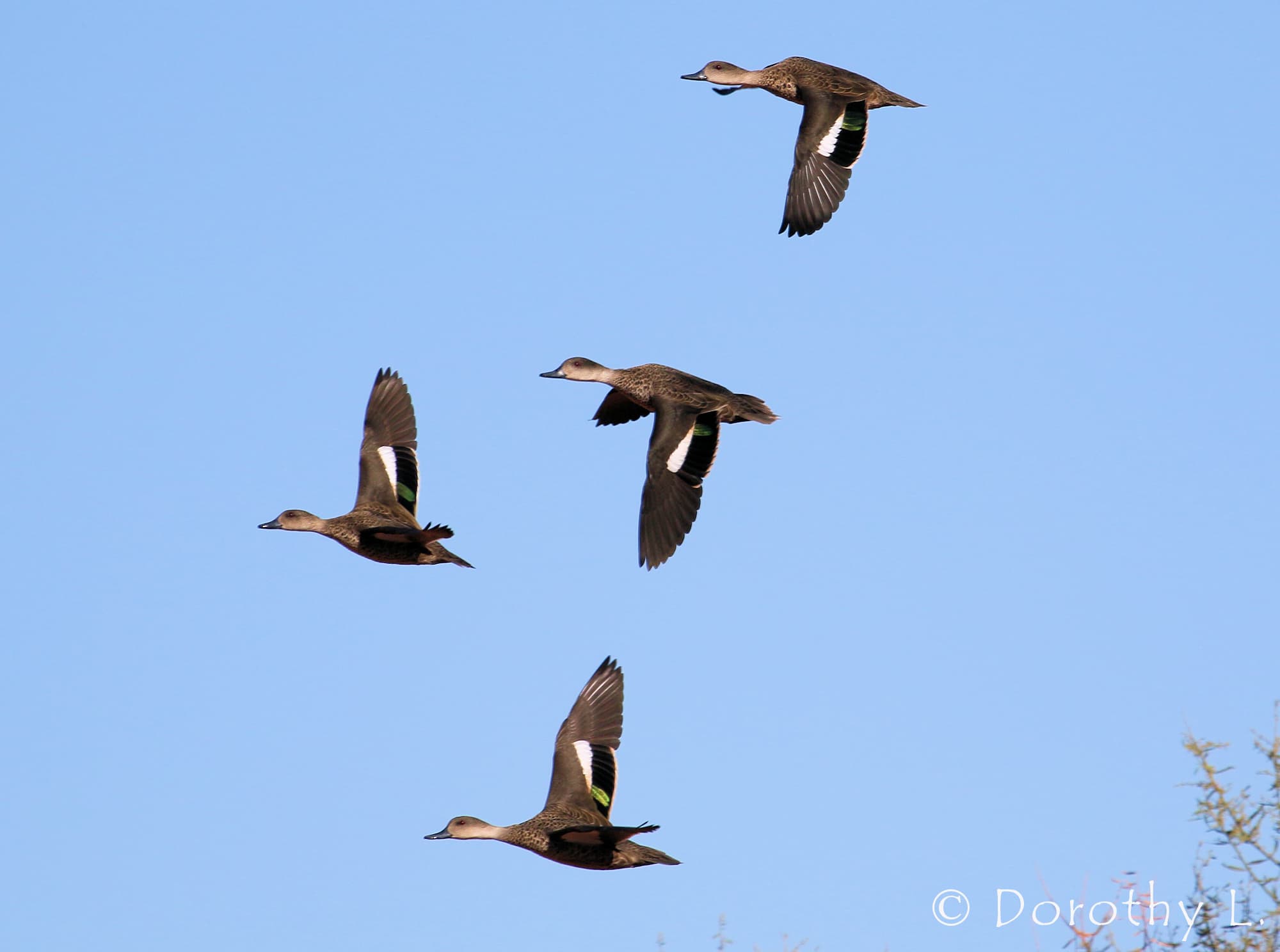 Grey Teal – Ausemade