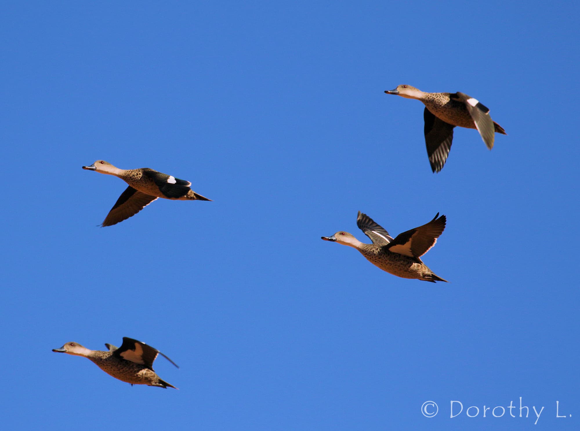 Grey Teal – Ausemade