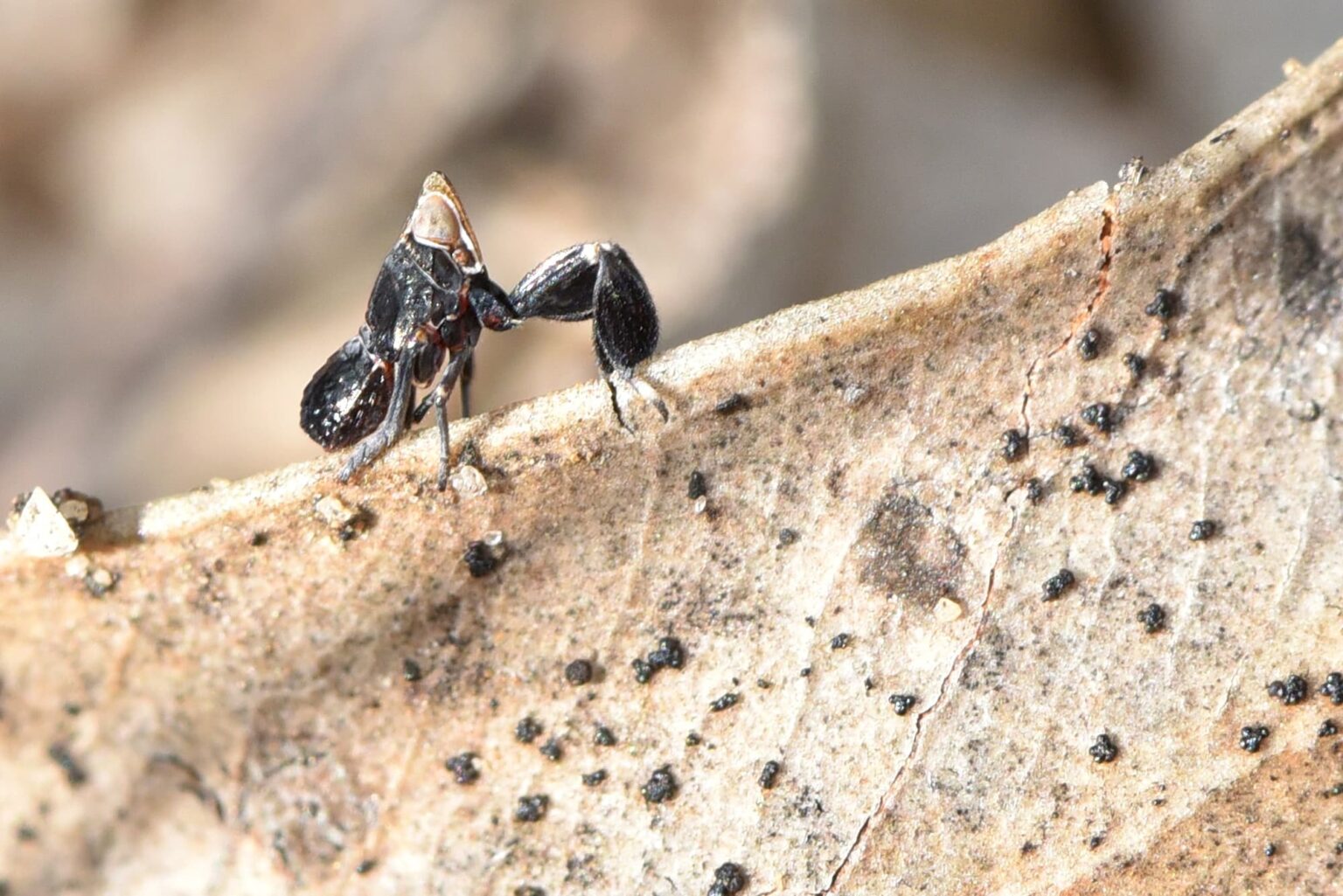 Planthoppers Index – Ausemade