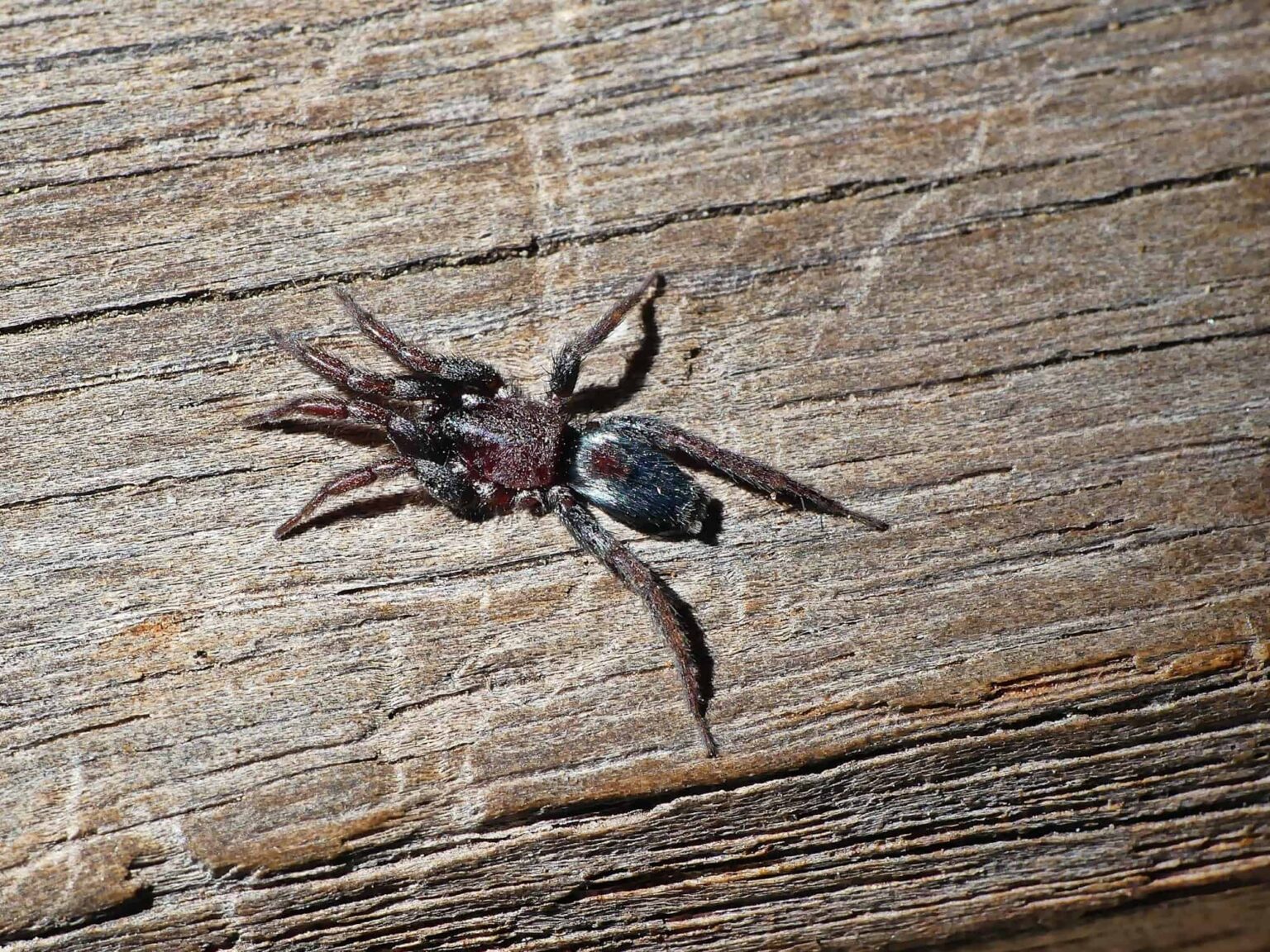 Gnaphosidae (Stealthy Ground Spider) – Ausemade