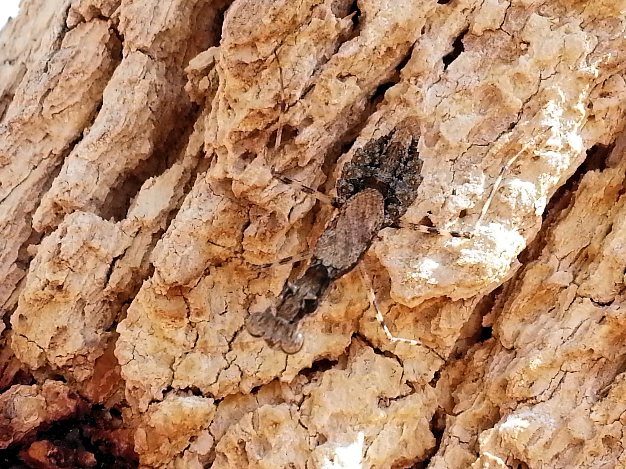 ASDP Gyromantis – Ausemade