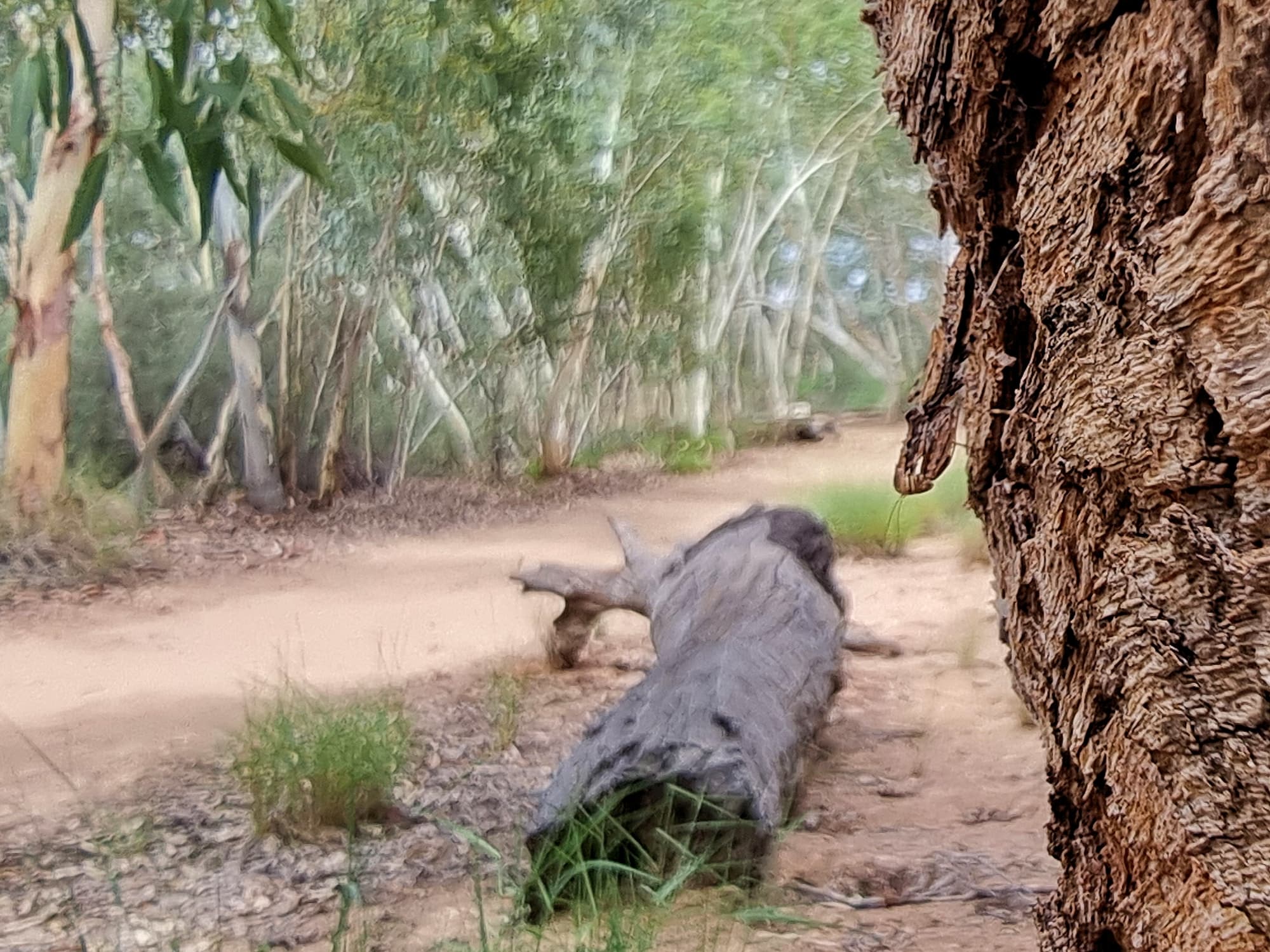 ASDP Gyromantis – Ausemade