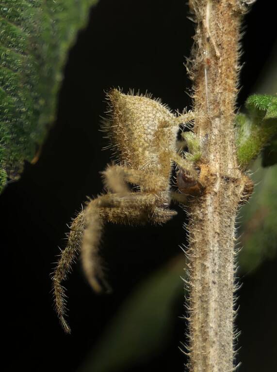 Sidymella hirsuta – Ausemade
