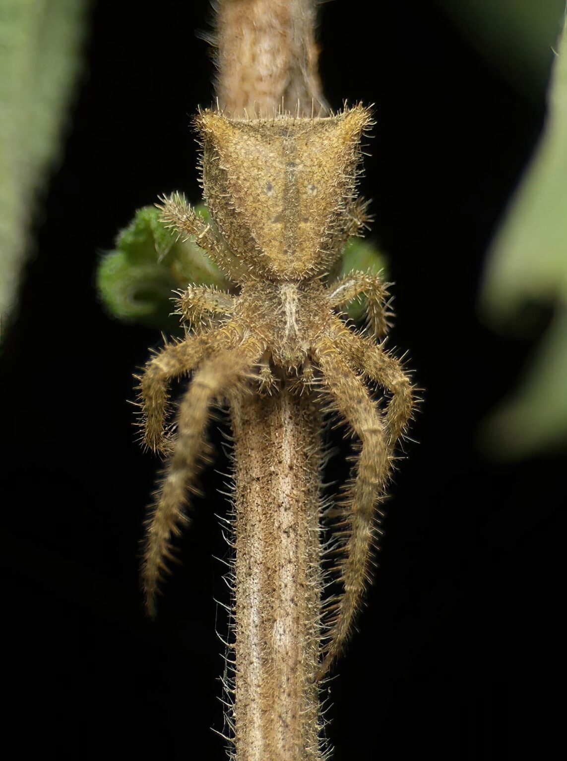 Sidymella hirsuta – Ausemade