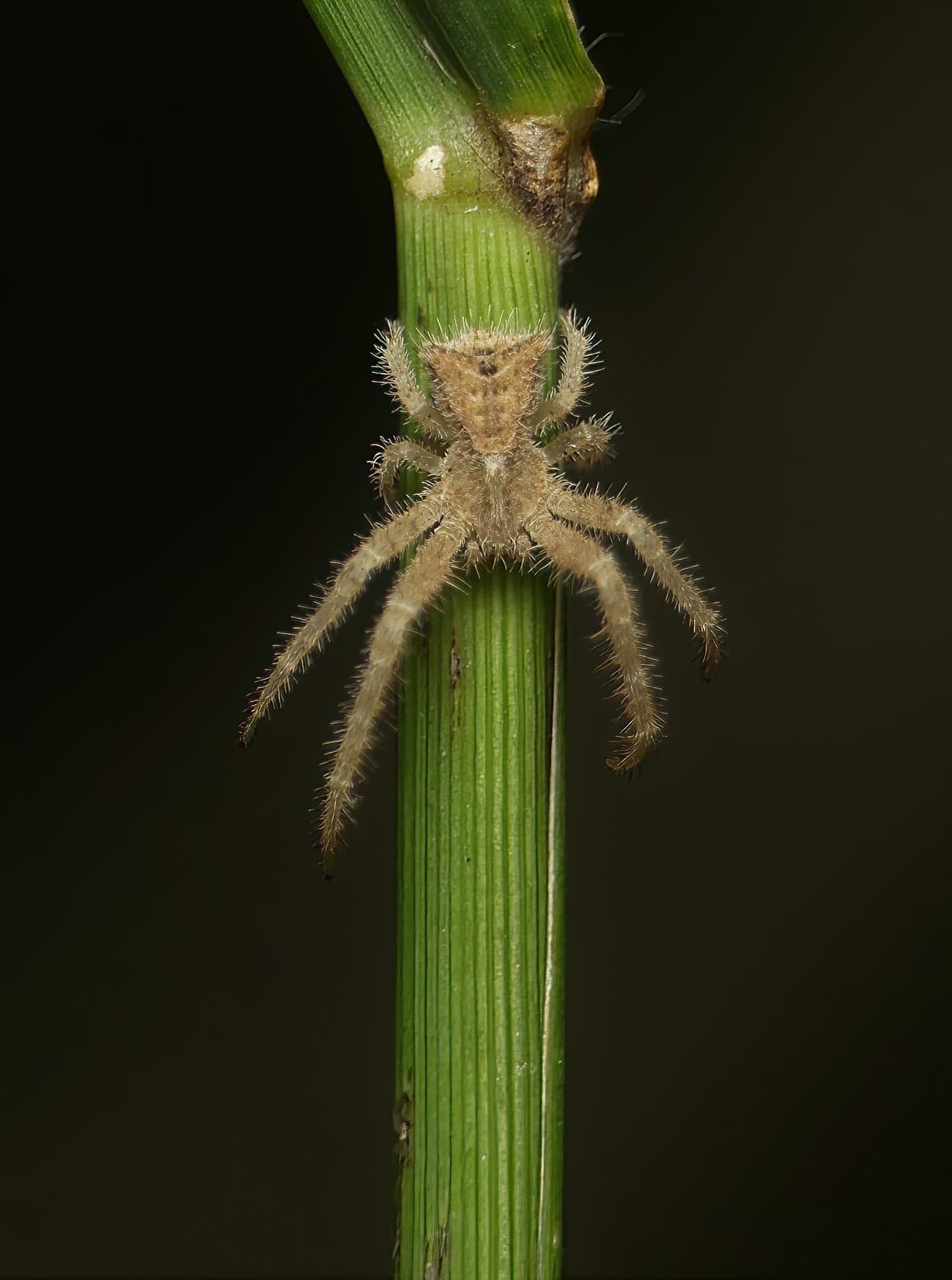 Sidymella hirsuta – Ausemade