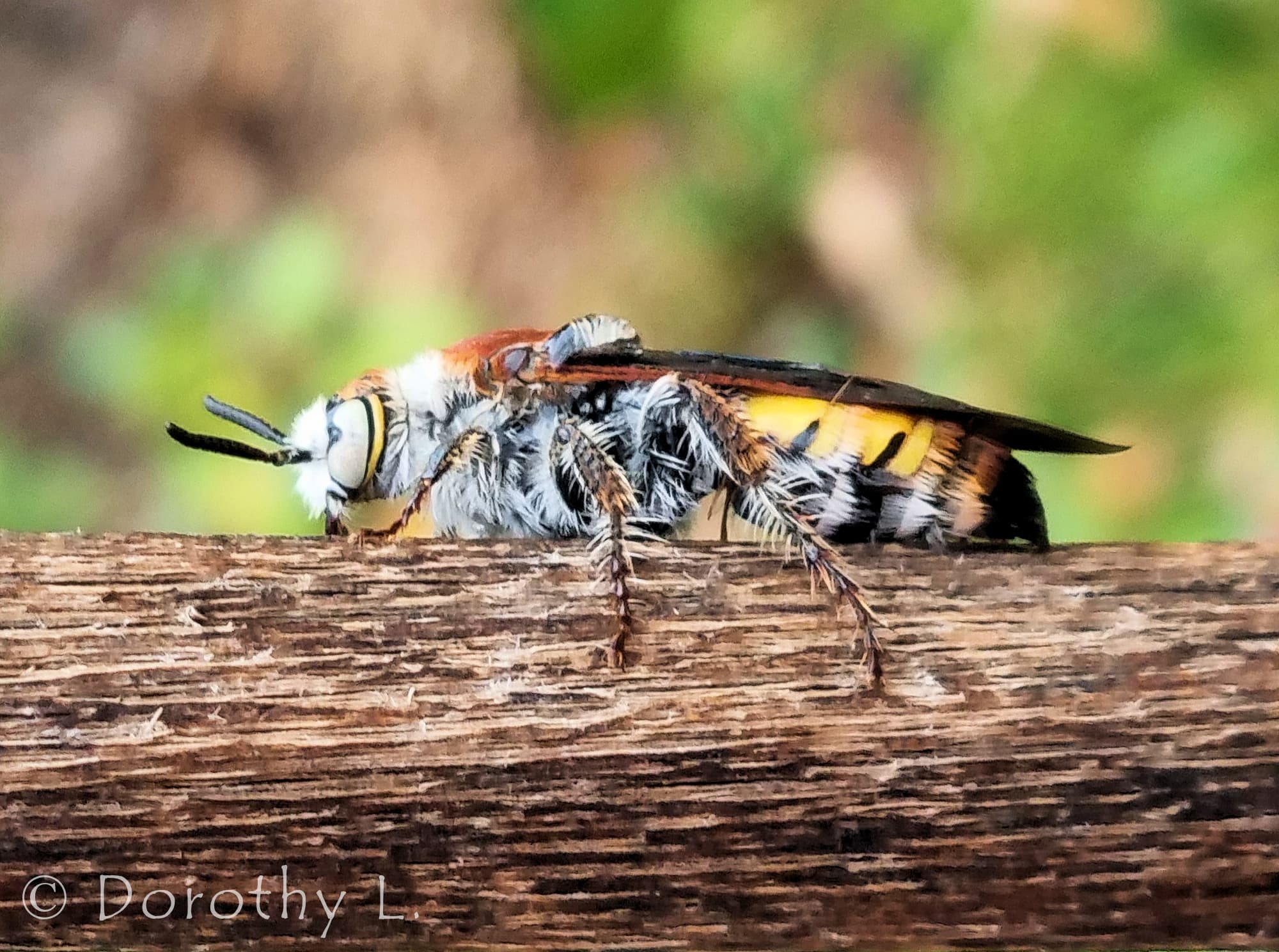 Recent Additions – Ausemade