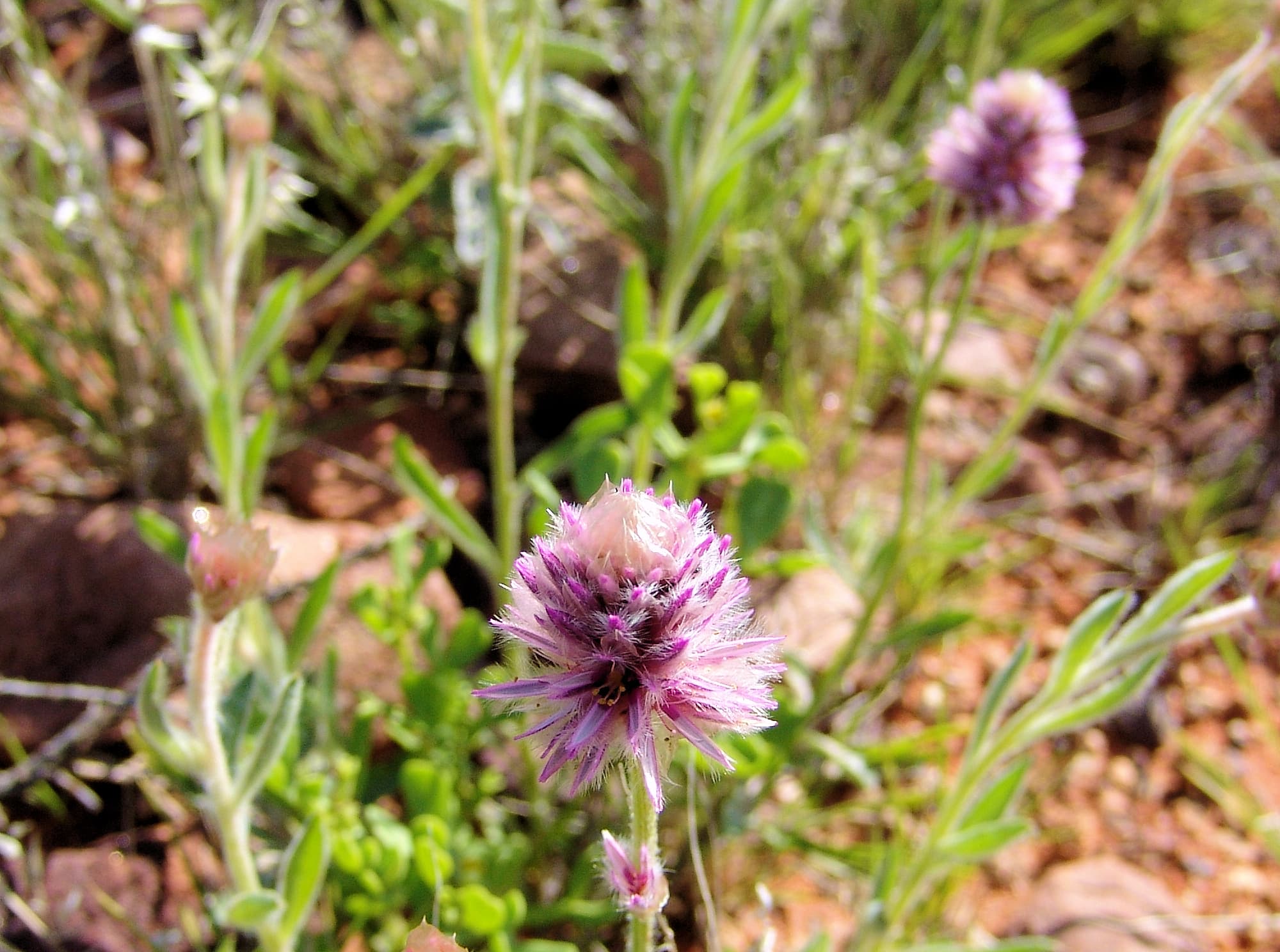 Hairy Mulla Mulla (Ptilotus helipteroides) – Ausemade