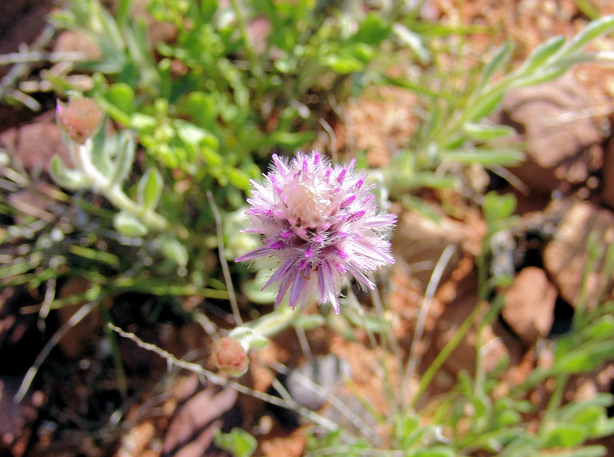 Hairy Mulla Mulla (Ptilotus helipteroides) – Ausemade